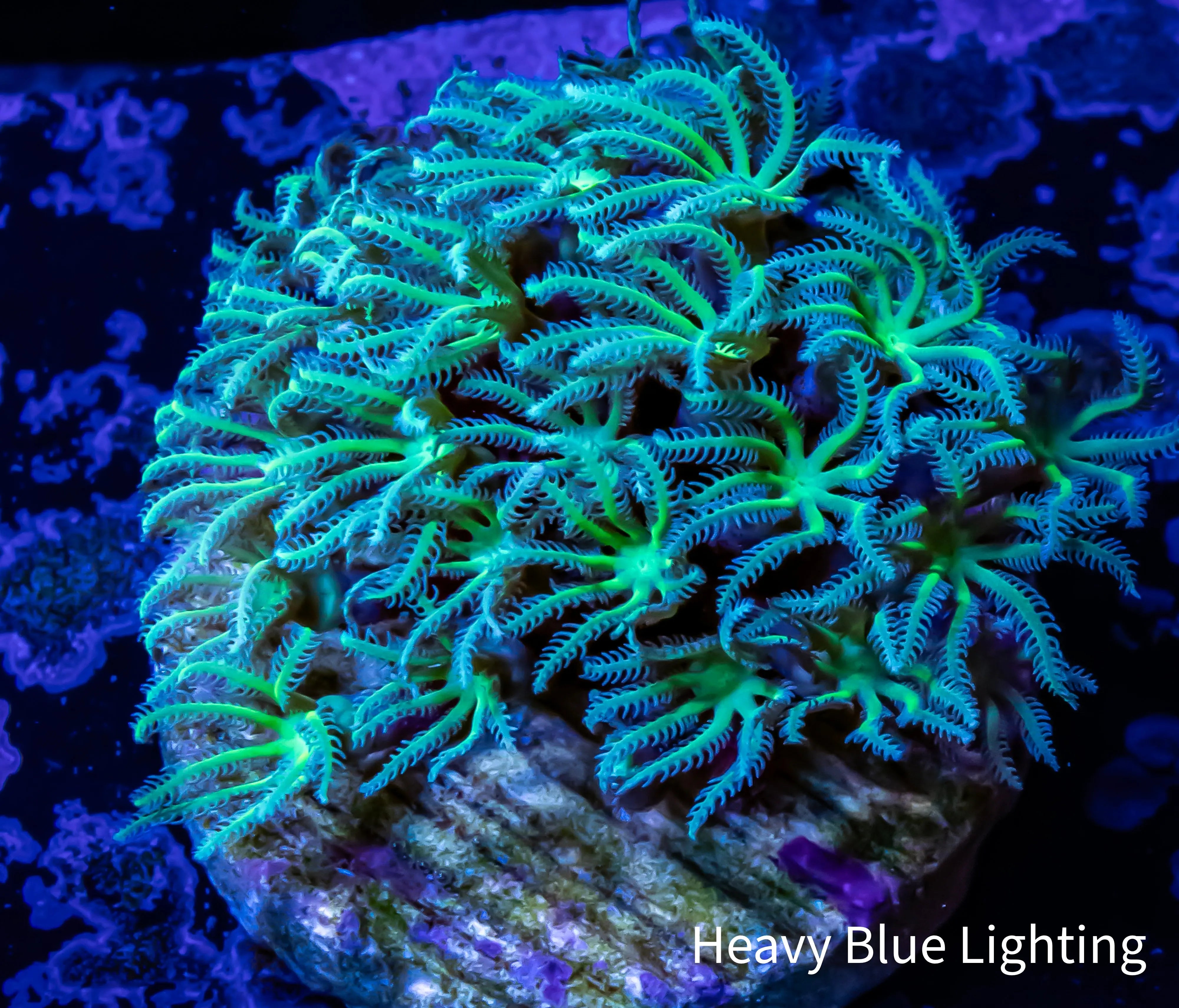 Soft Coral - Tubipora - Pipe Organ Coral Lime Green Frag