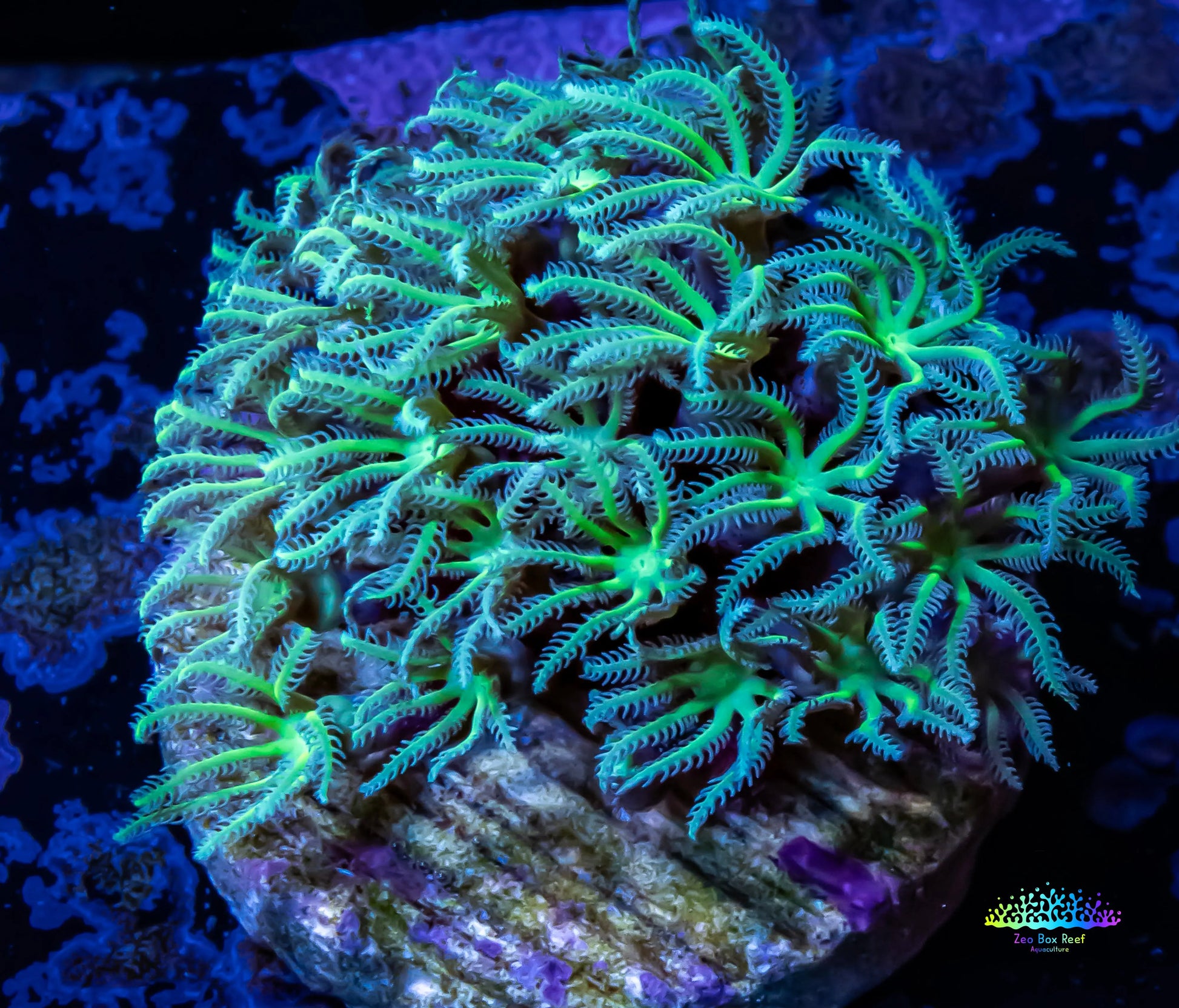 Soft Coral - Tubipora - Pipe Organ Coral Lime Green Frag Soft Coral ...