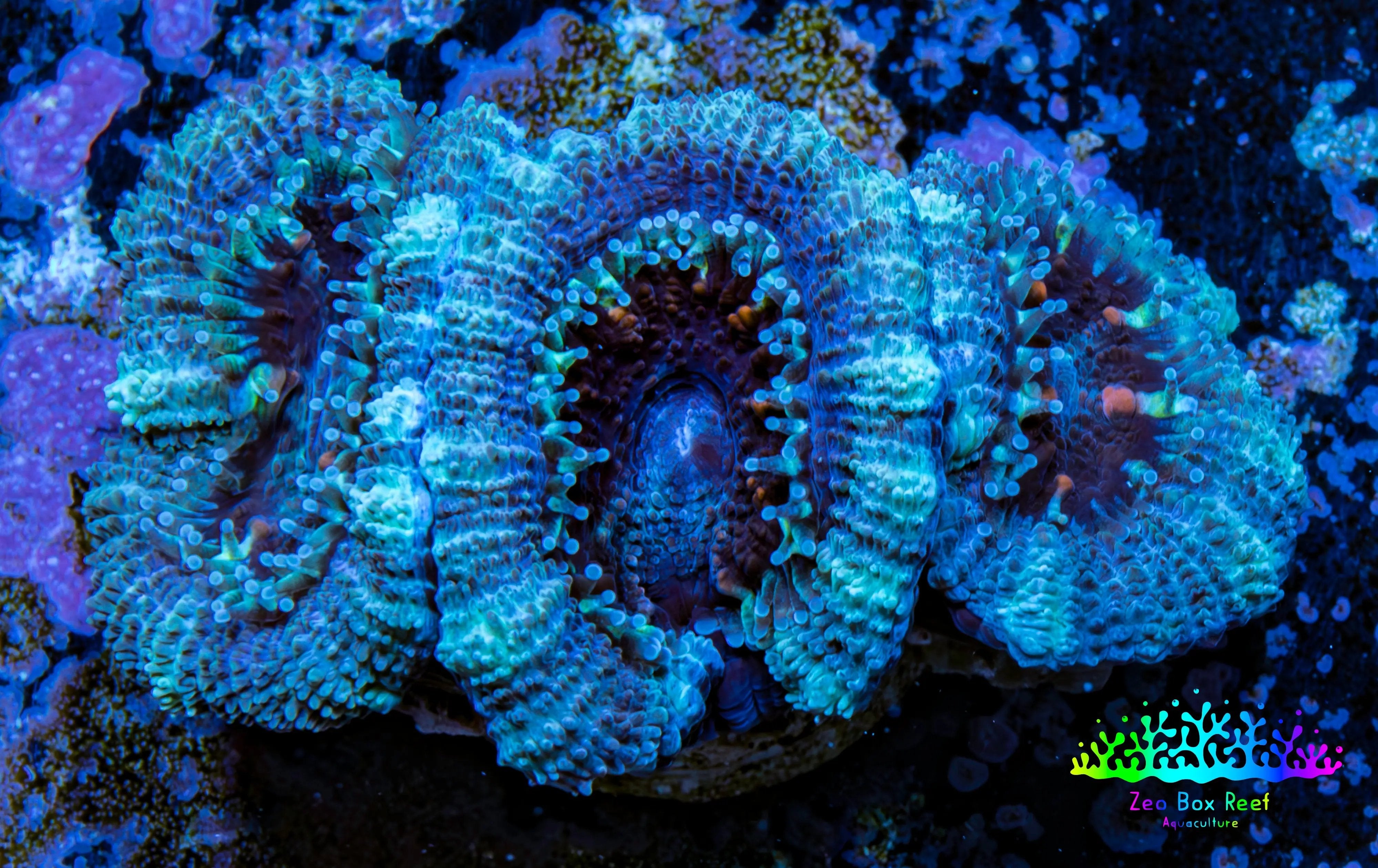 Ultra Green and Purple Acan Corals For Sale AusTralia - Zeo Box Reef ...