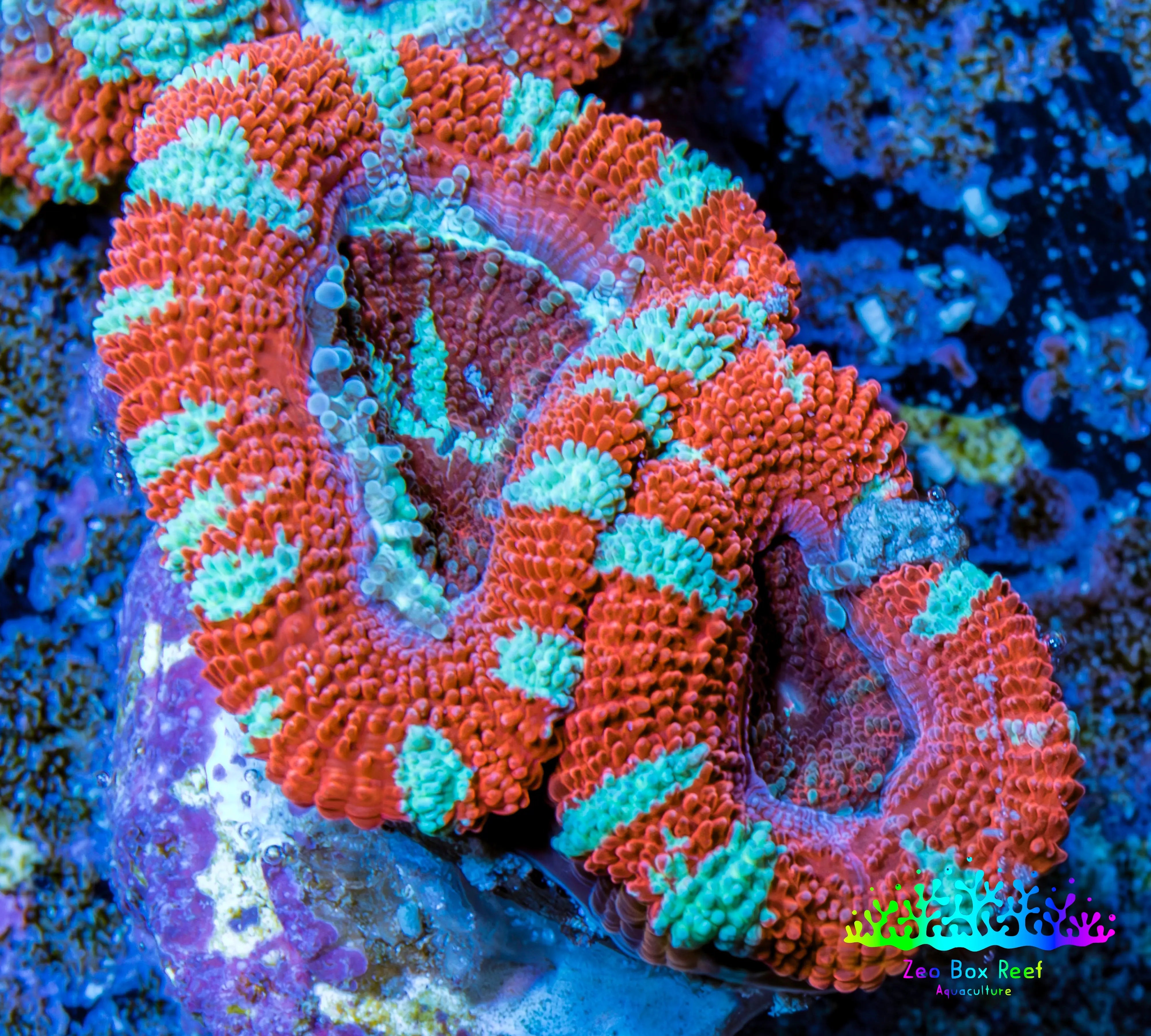 Ultra Green and Purple Acan Corals For Sale AusTralia - Zeo Box Reef ...