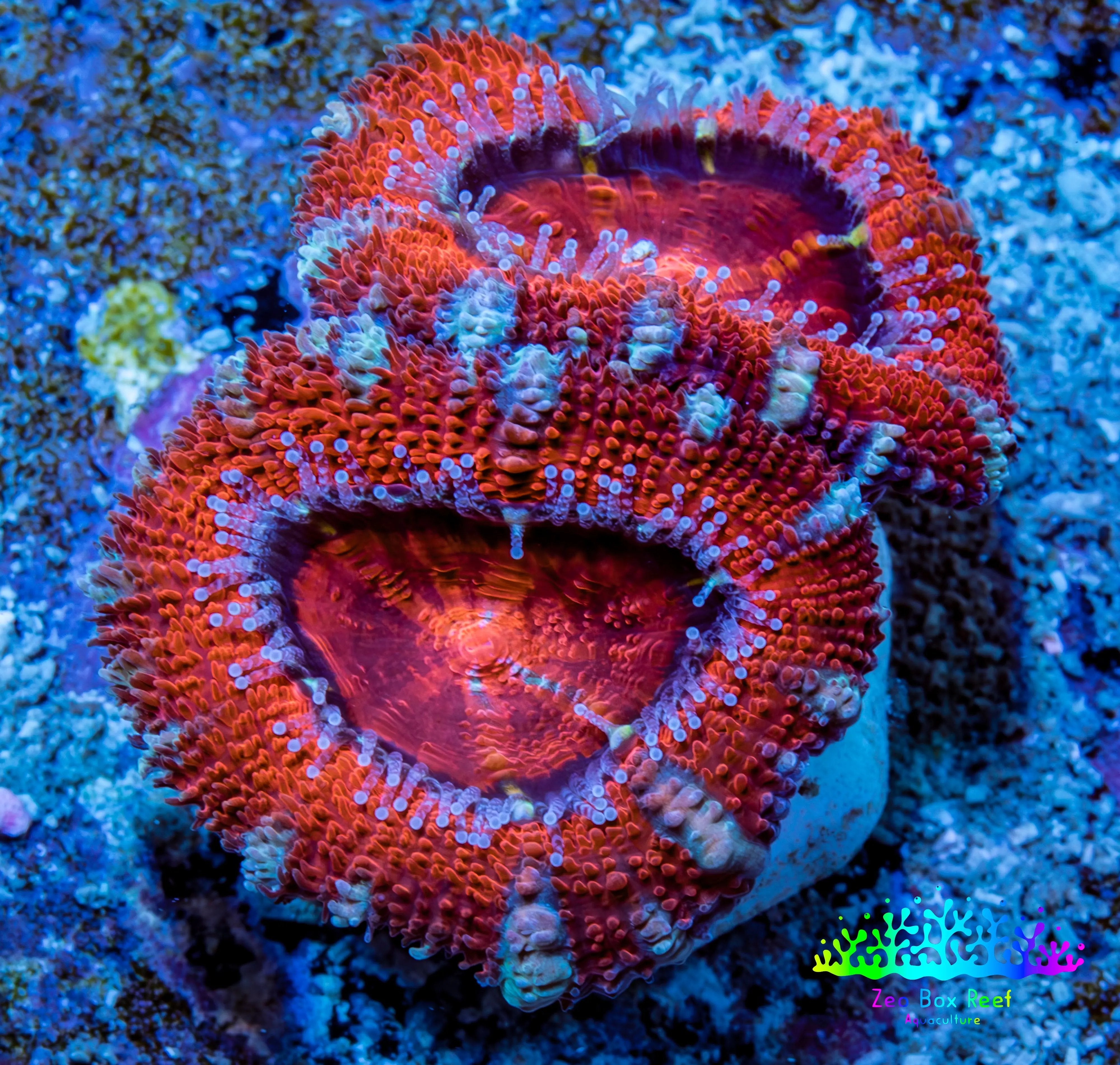 Ultra Green and Purple Acan Corals For Sale AusTralia - Zeo Box Reef ...