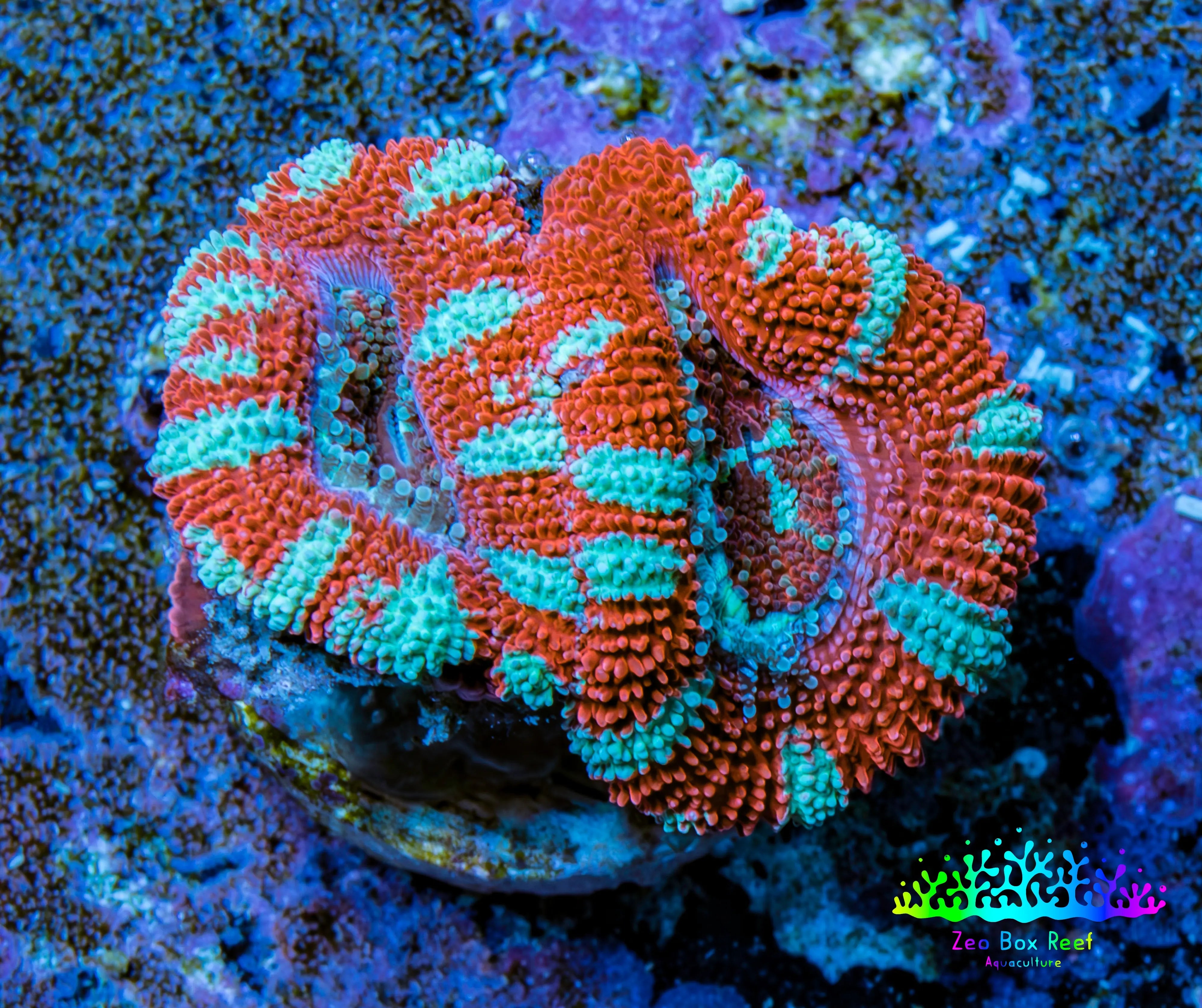 Ultra Green and Purple Acan Corals For Sale AusTralia - Zeo Box Reef ...