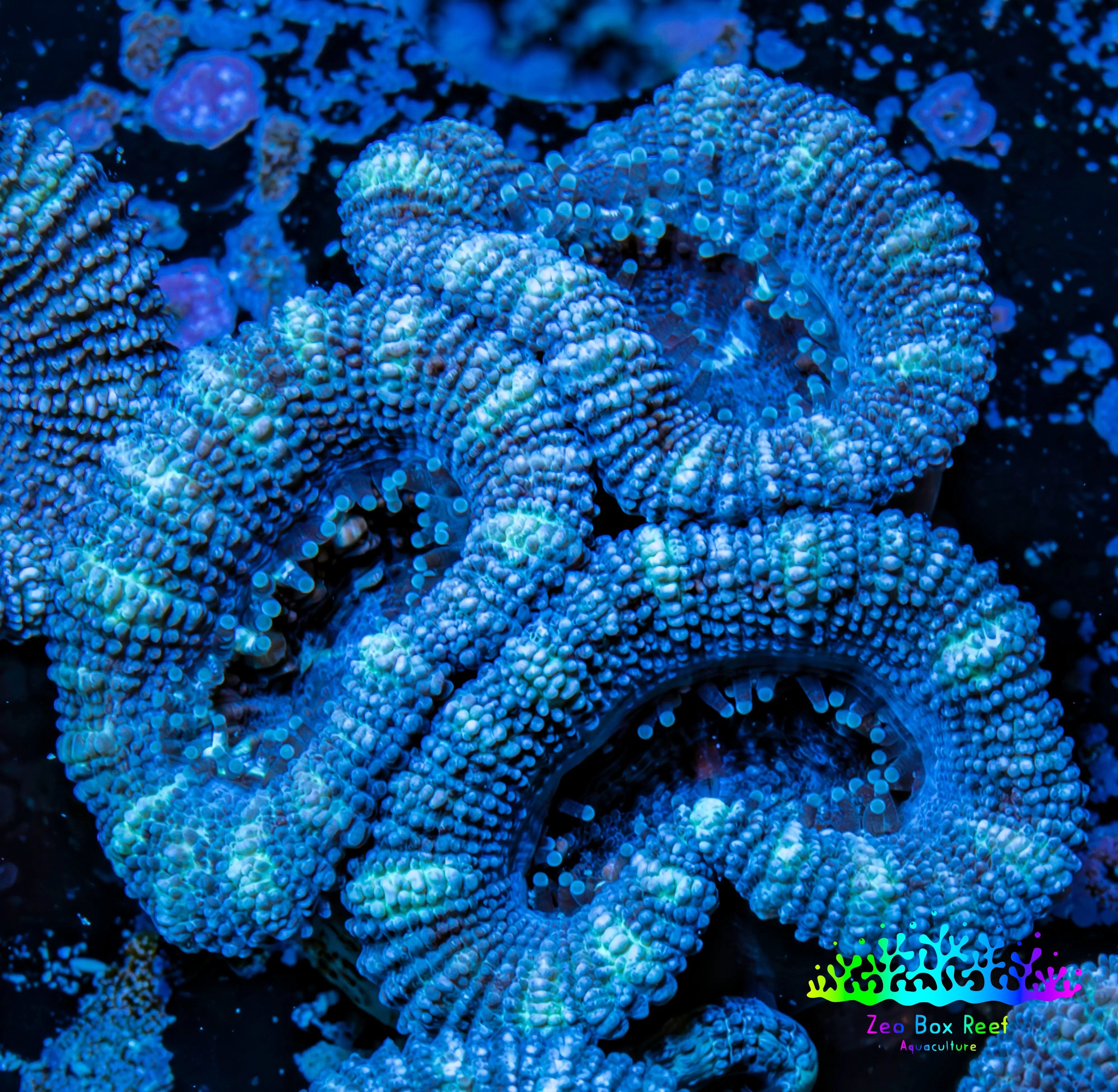 Ultra Green and Purple Acan Corals For Sale AusTralia - Zeo Box Reef ...