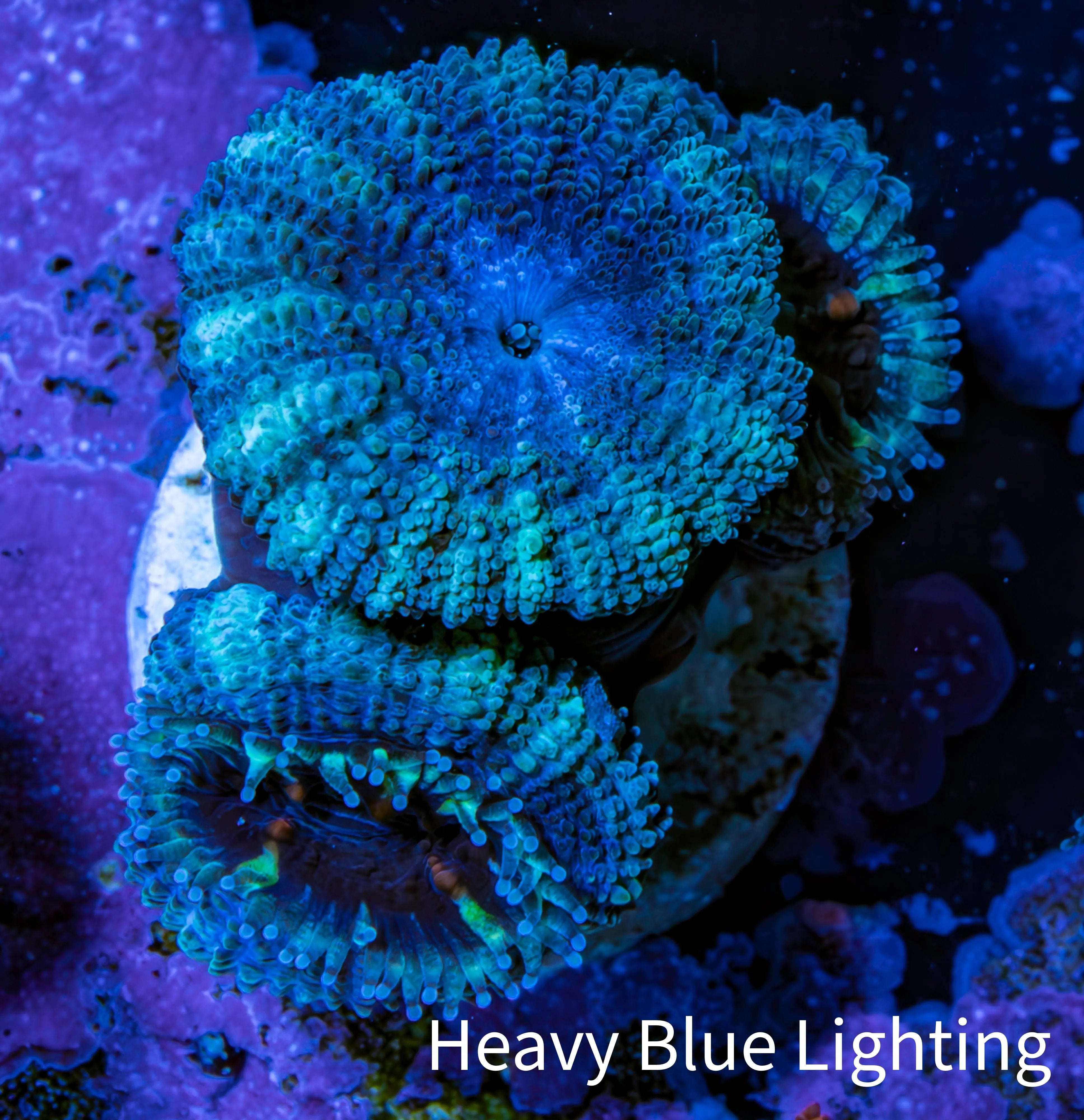 Ultra Green and Purple Acan Corals For Sale AusTralia - Zeo Box Reef ...