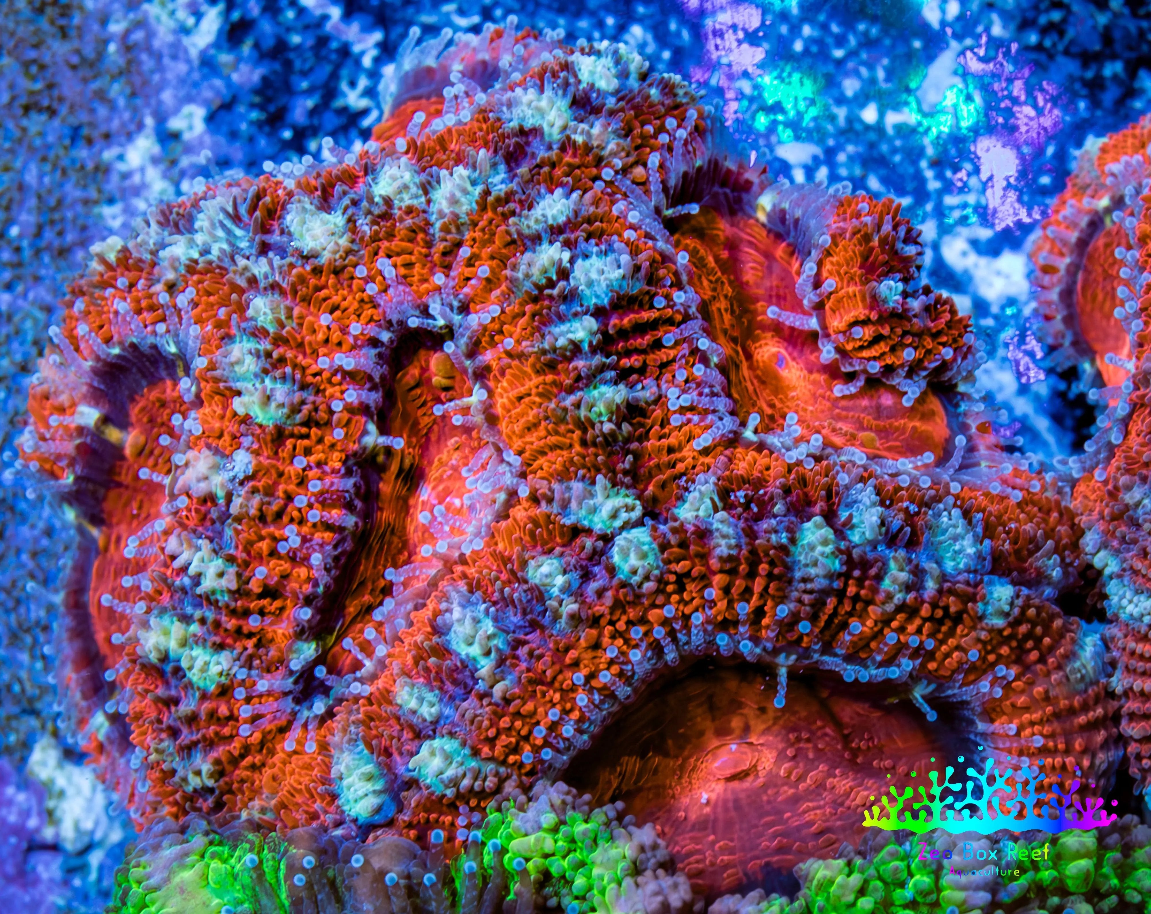 Ultra Green and Purple Acan Corals For Sale AusTralia - Zeo Box Reef ...