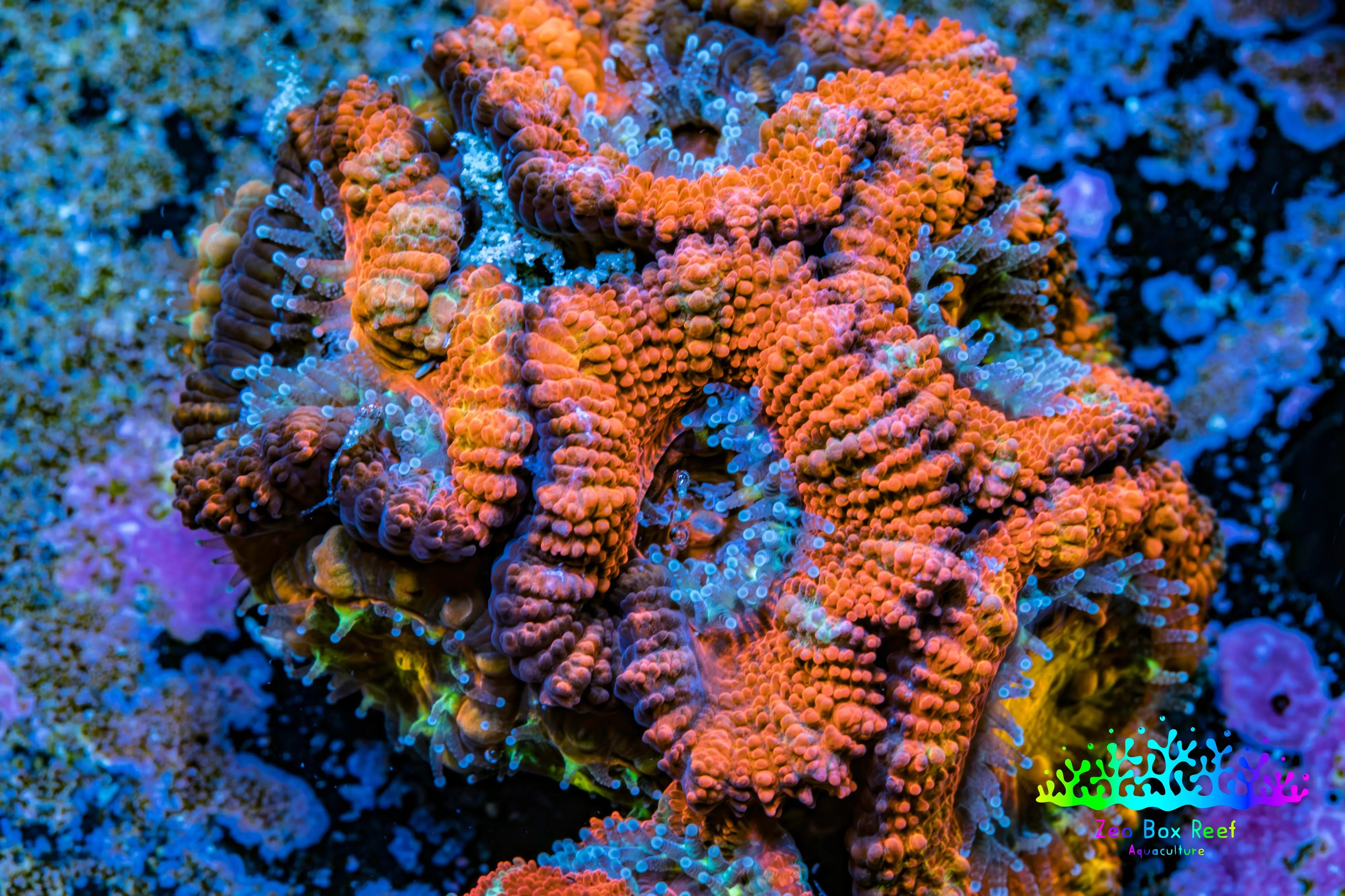 Ultra Green and Purple Acan Corals For Sale AusTralia - Zeo Box Reef ...