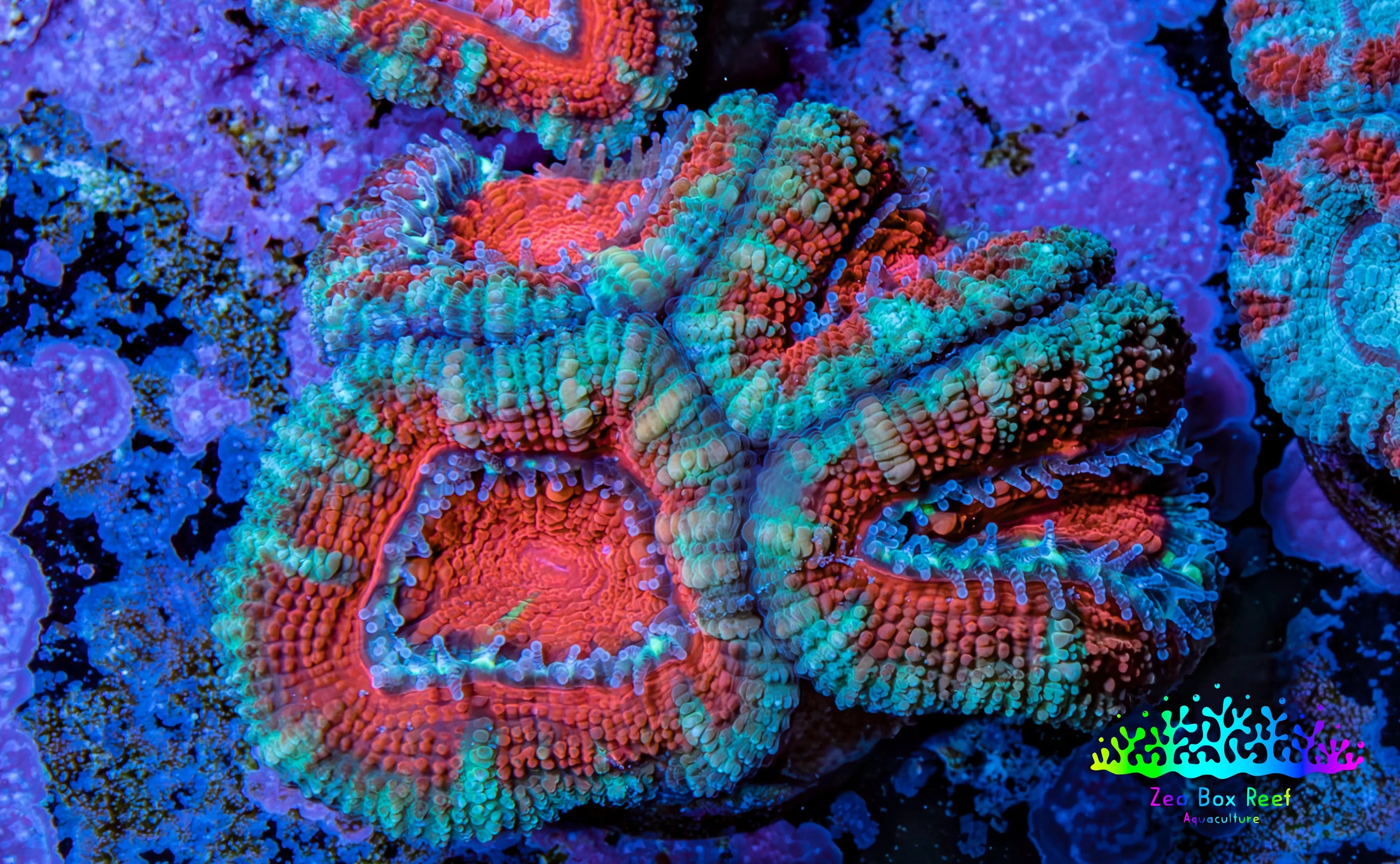 Ultra Green and Purple Acan Corals For Sale AusTralia - Zeo Box Reef ...