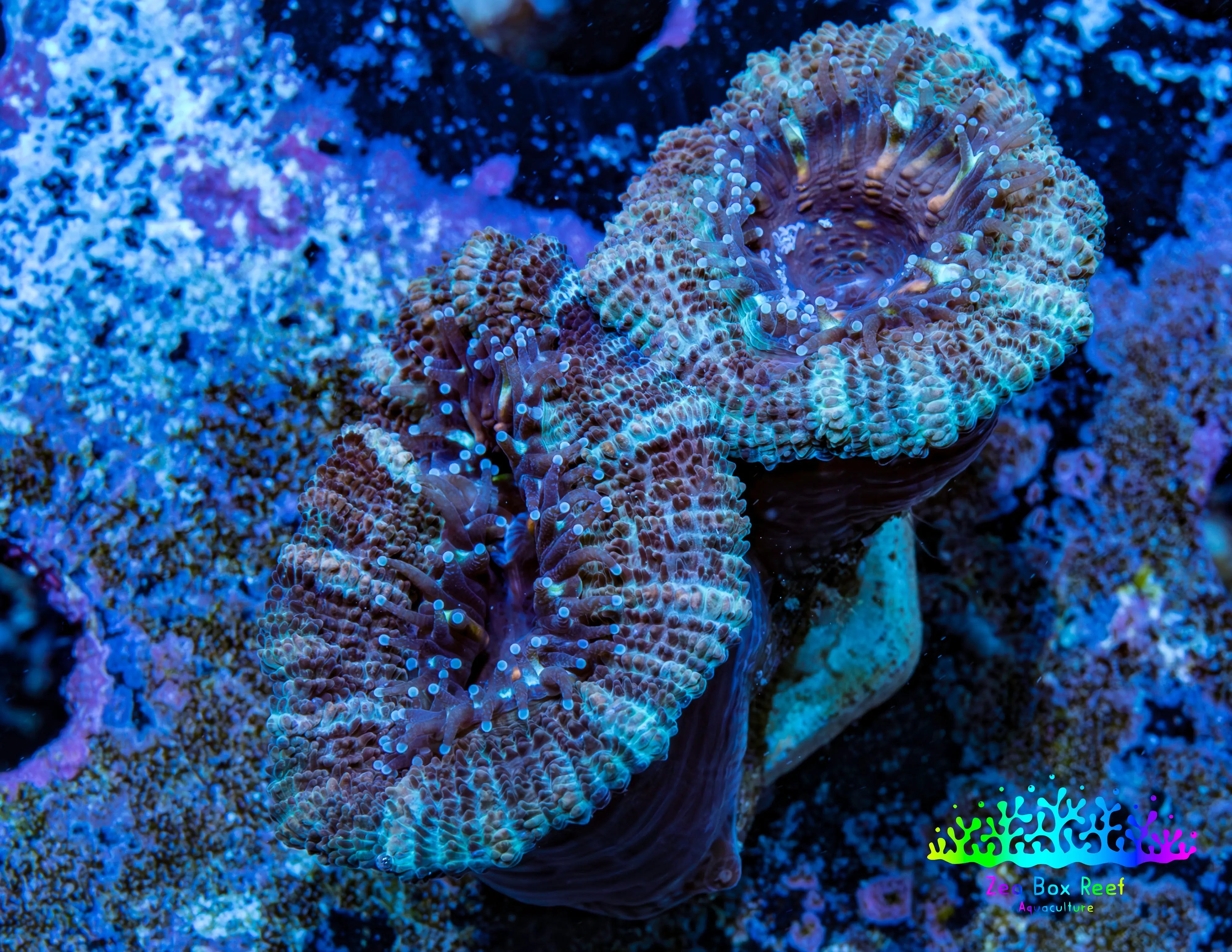 Ultra Green and Purple Acan Corals For Sale AusTralia - Zeo Box Reef ...