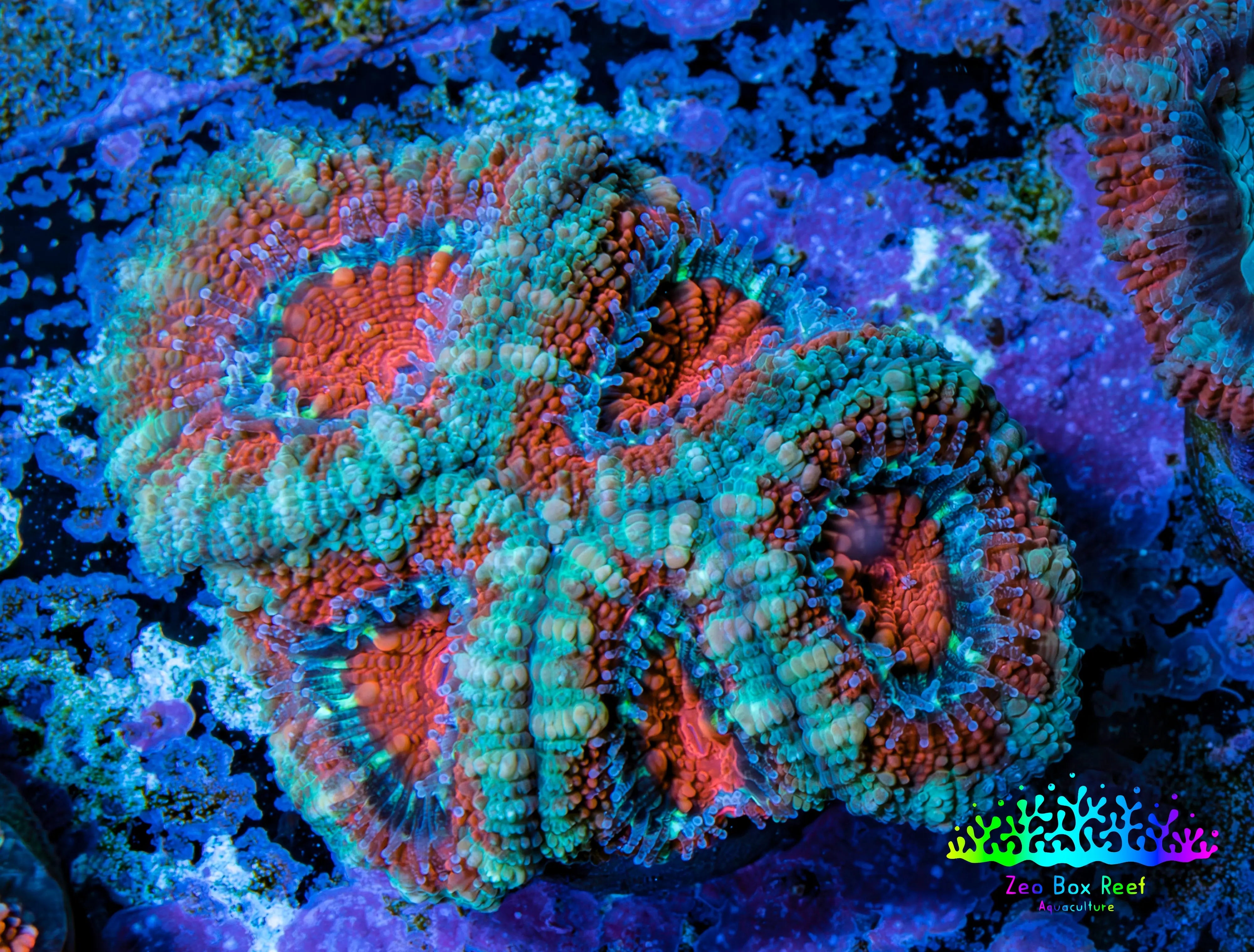 Ultra Green and Purple Acan Corals For Sale AusTralia - Zeo Box Reef ...