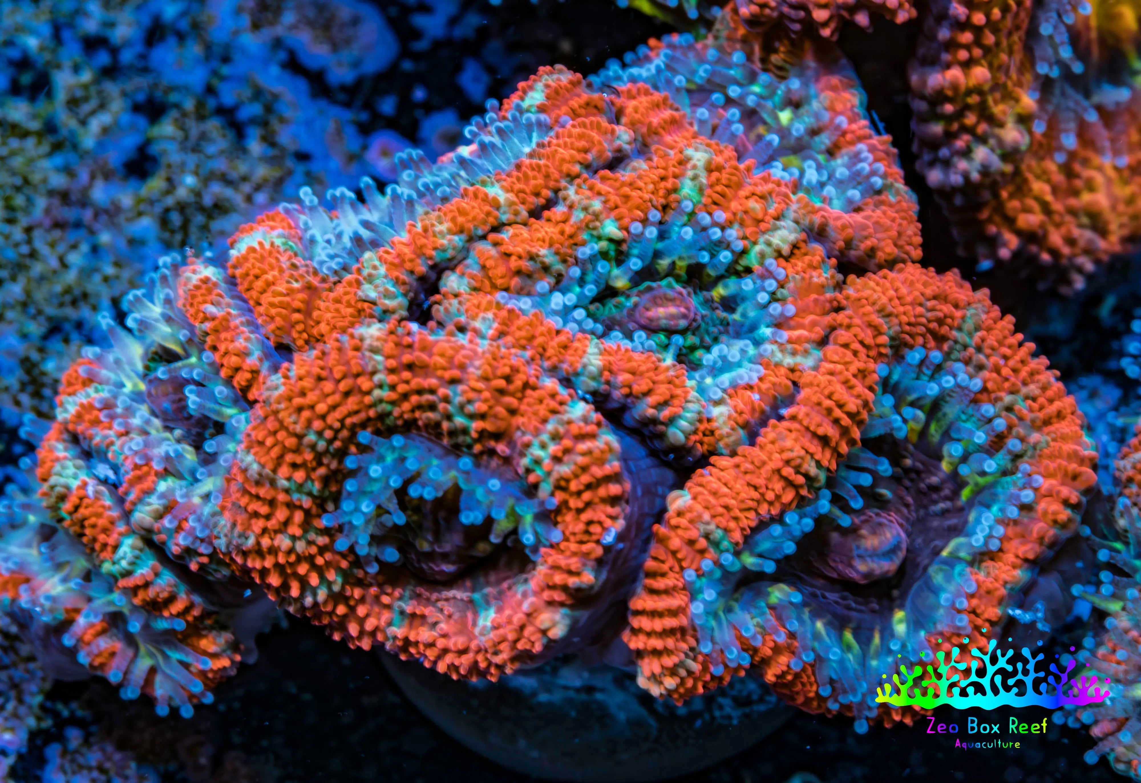 Ultra Green and Purple Acan Corals For Sale AusTralia - Zeo Box Reef ...