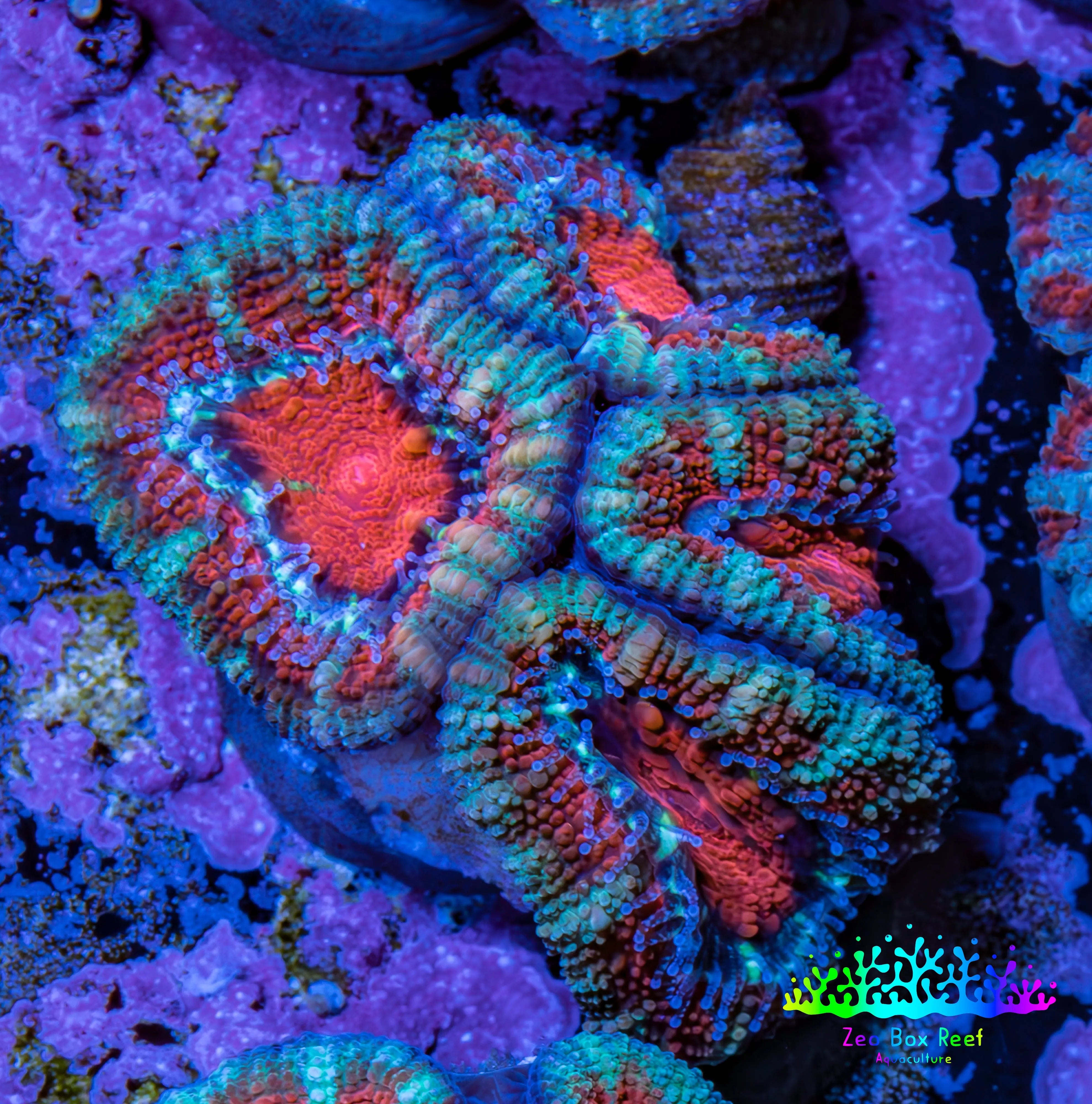 Ultra Green and Purple Acan Corals For Sale AusTralia - Zeo Box Reef ...