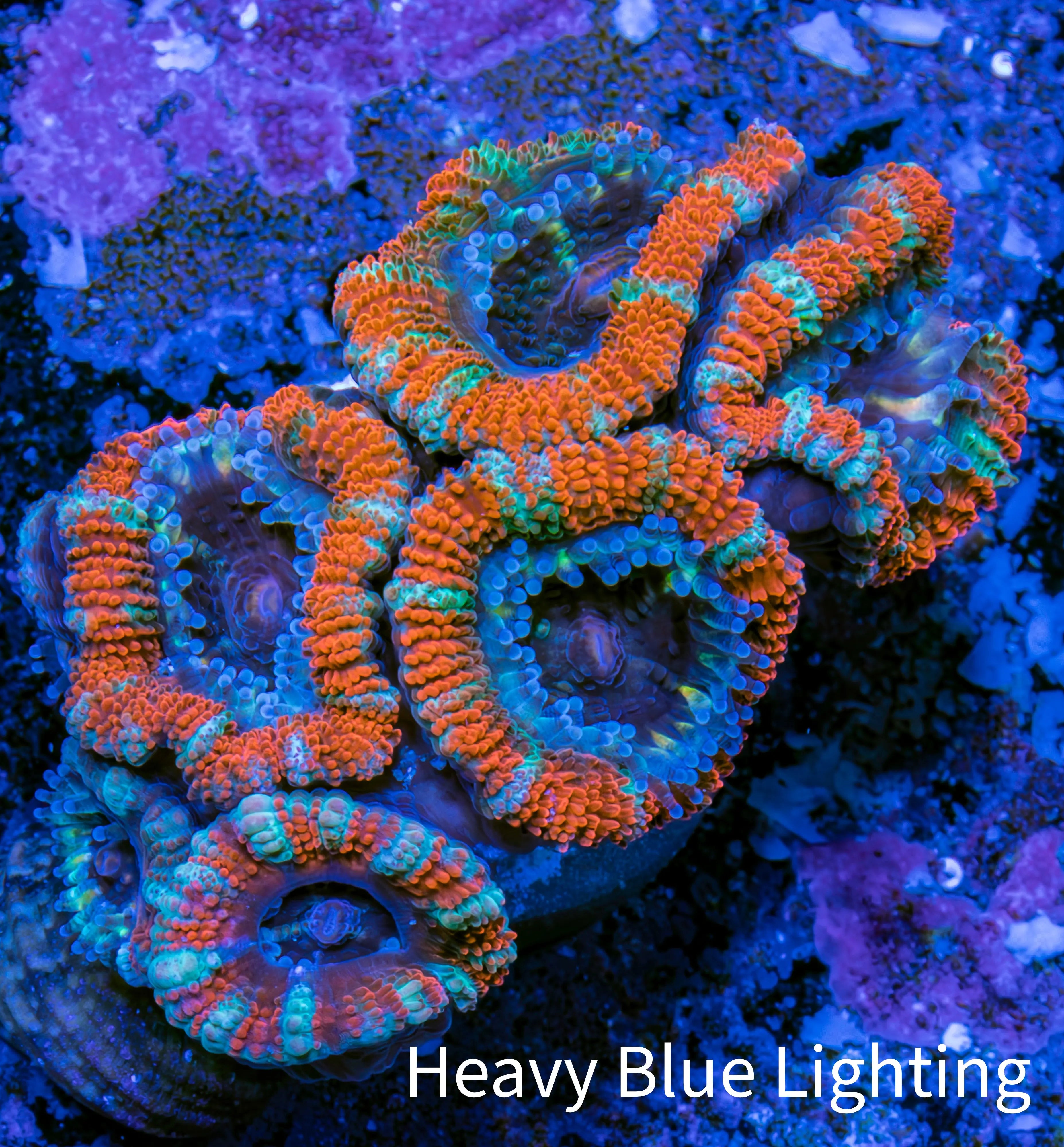Ultra Green and Purple Acan Corals For Sale AusTralia - Zeo Box Reef ...