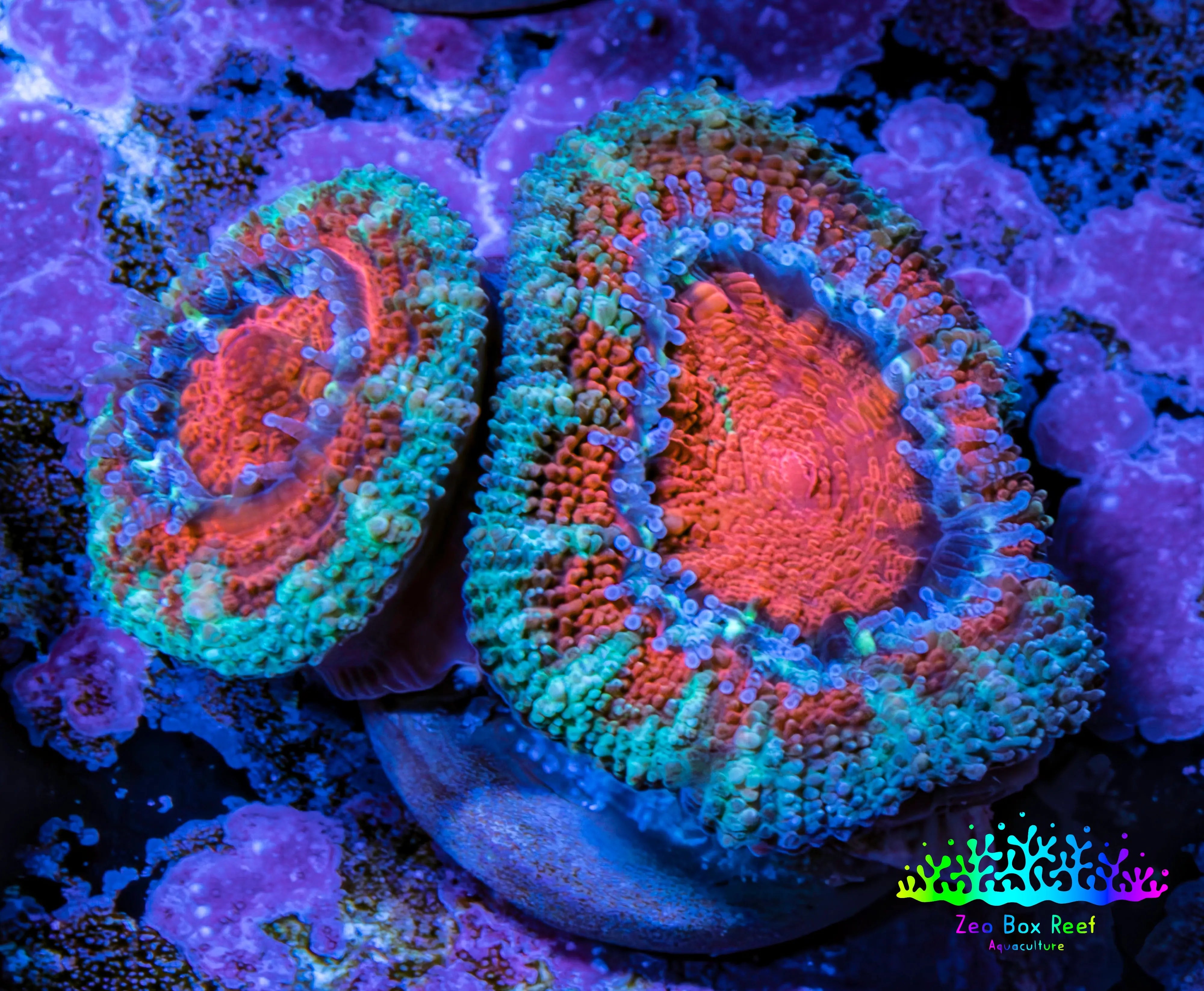 Ultra Green and Purple Acan Corals For Sale AusTralia - Zeo Box Reef ...