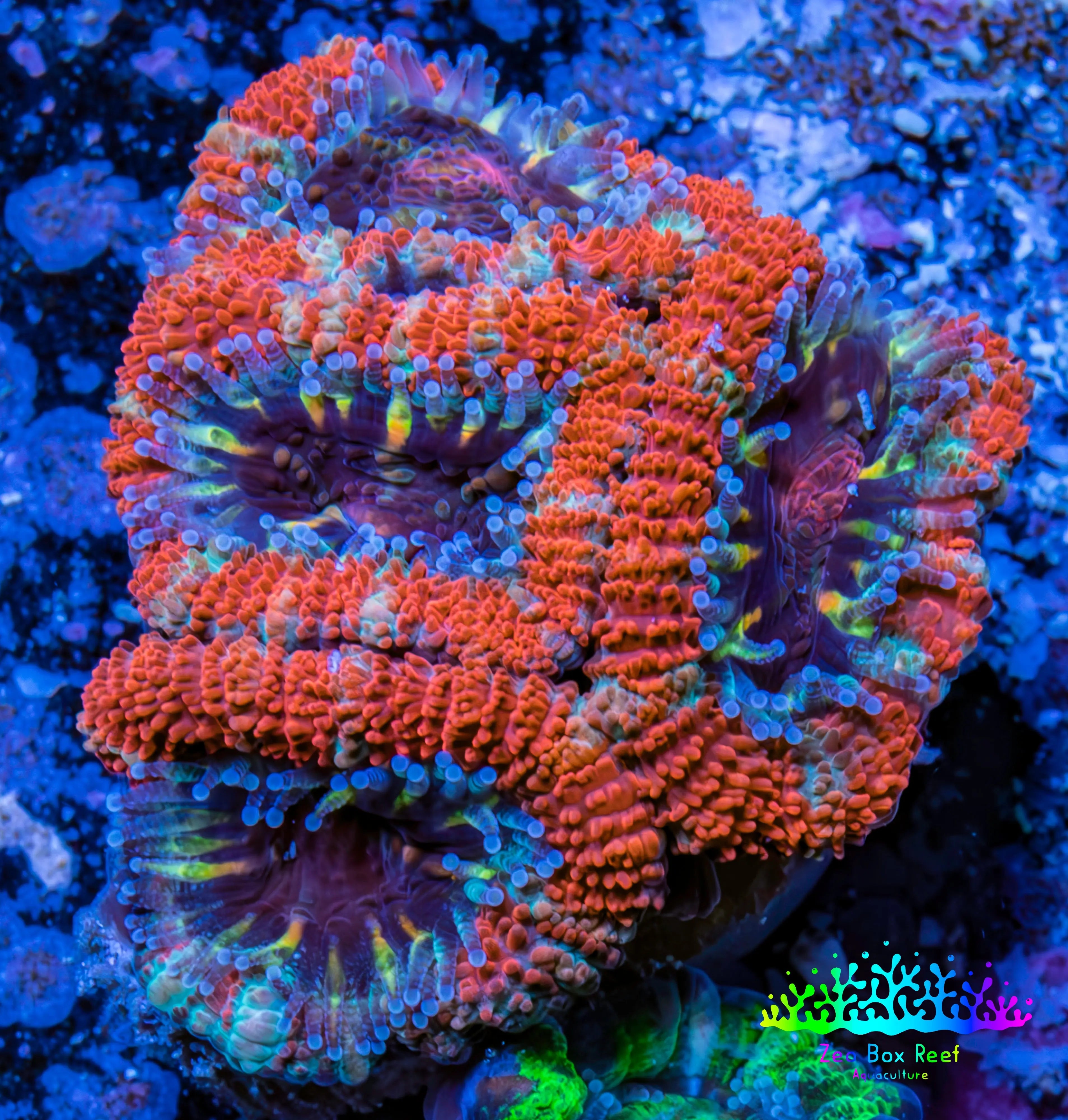 Ultra Green and Purple Acan Corals For Sale AusTralia - Zeo Box Reef ...