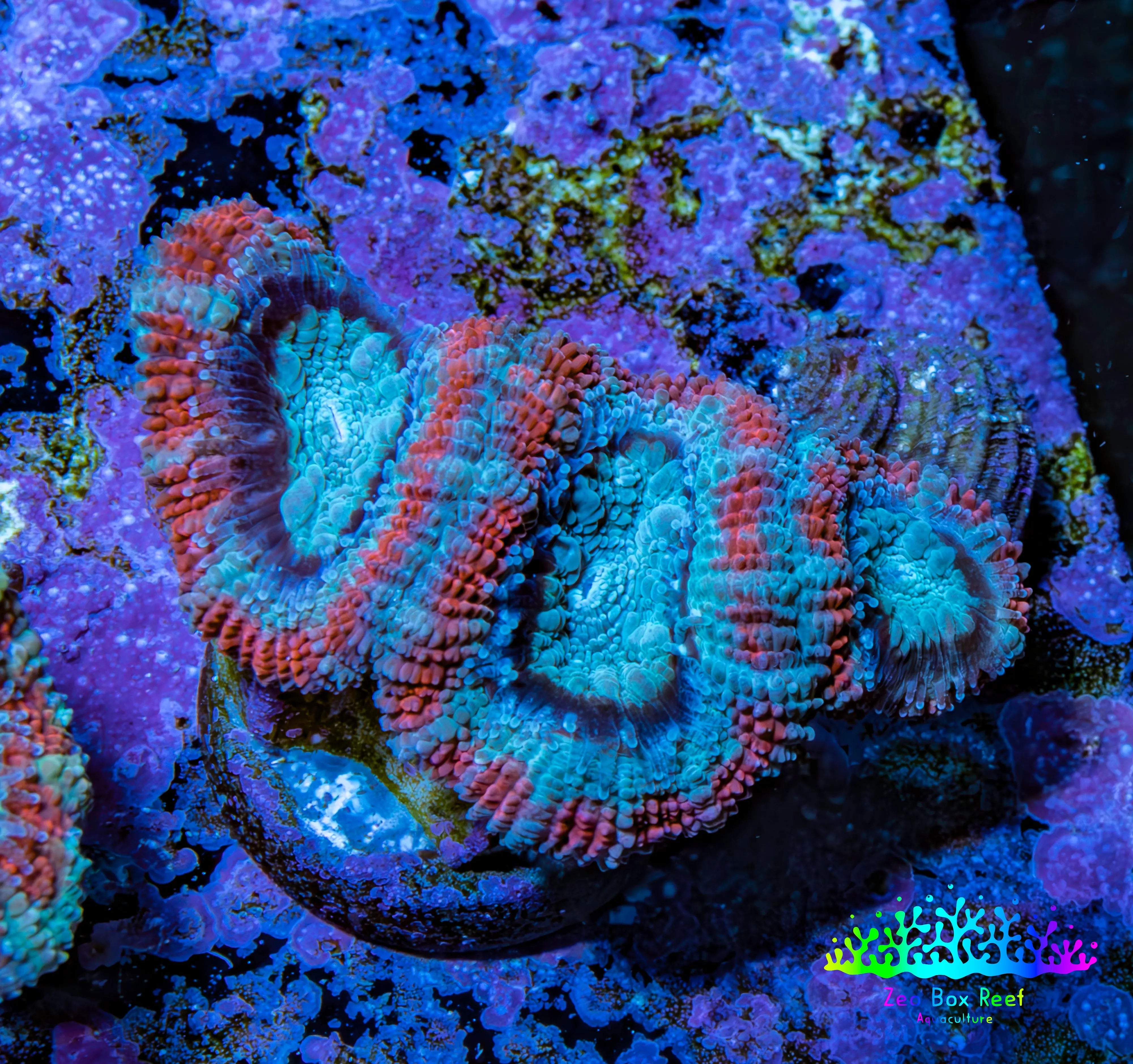 Ultra Green and Purple Acan Corals For Sale AusTralia - Zeo Box Reef ...