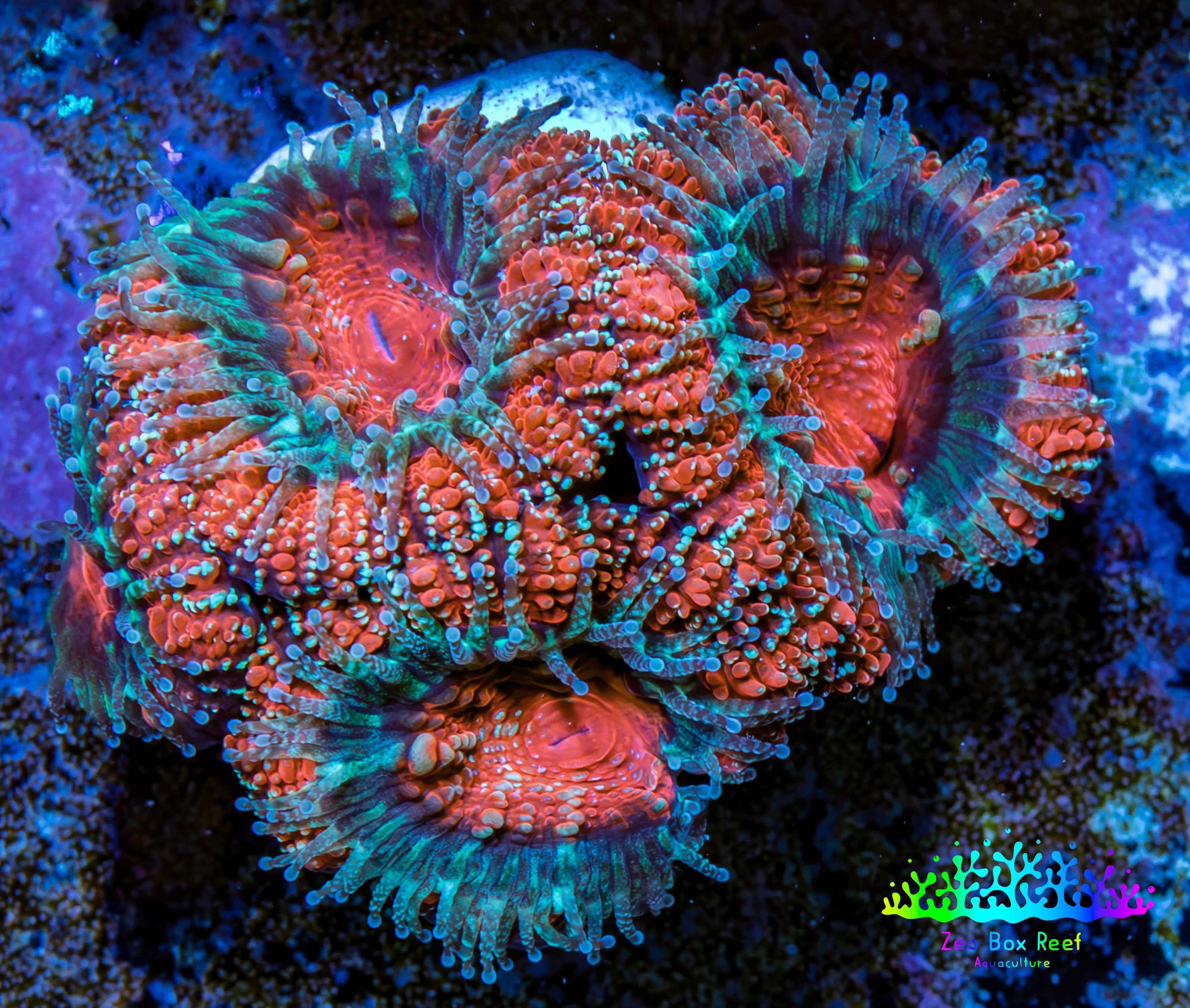 Ultra Green and Purple Acan Corals For Sale AusTralia - Zeo Box Reef ...