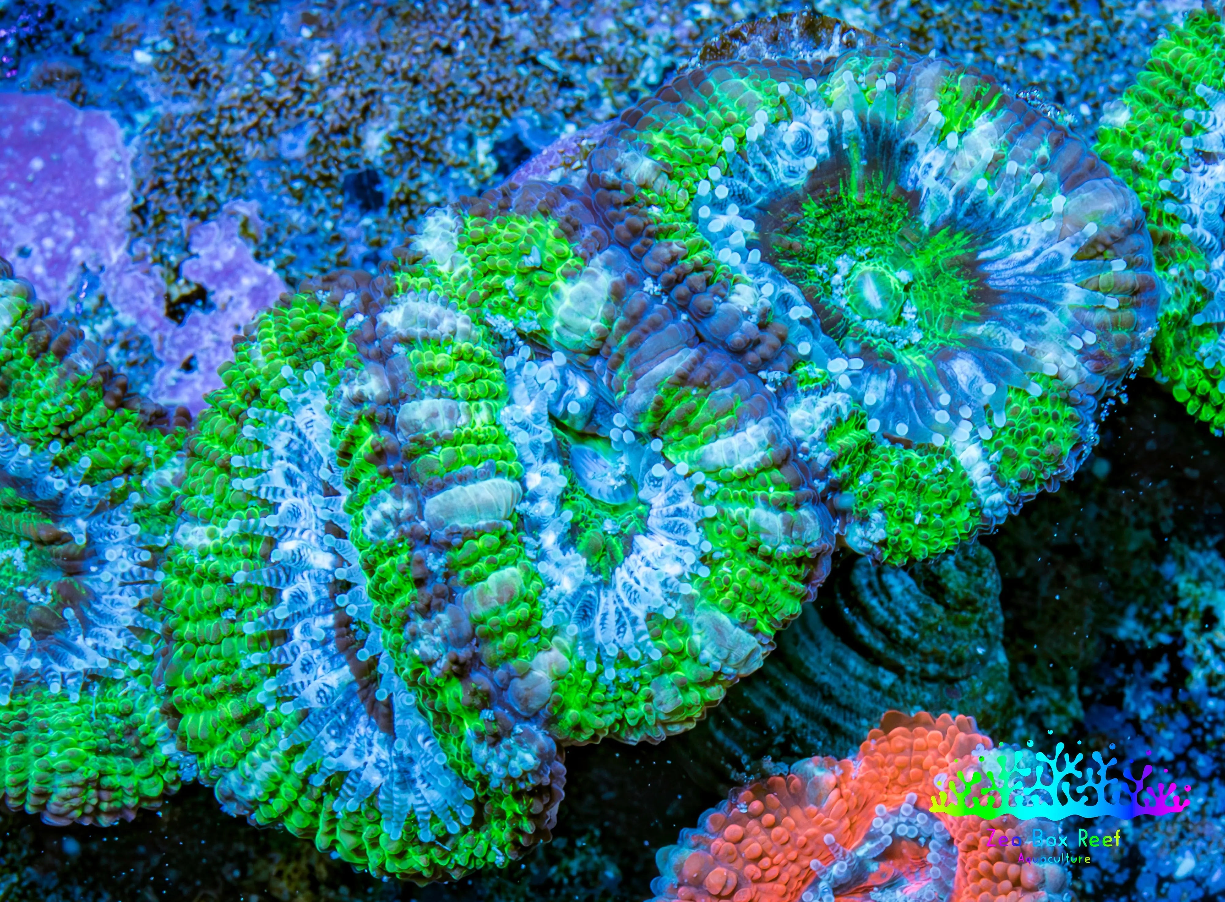 Ultra Green and Purple Acan Corals For Sale AusTralia - Zeo Box Reef ...