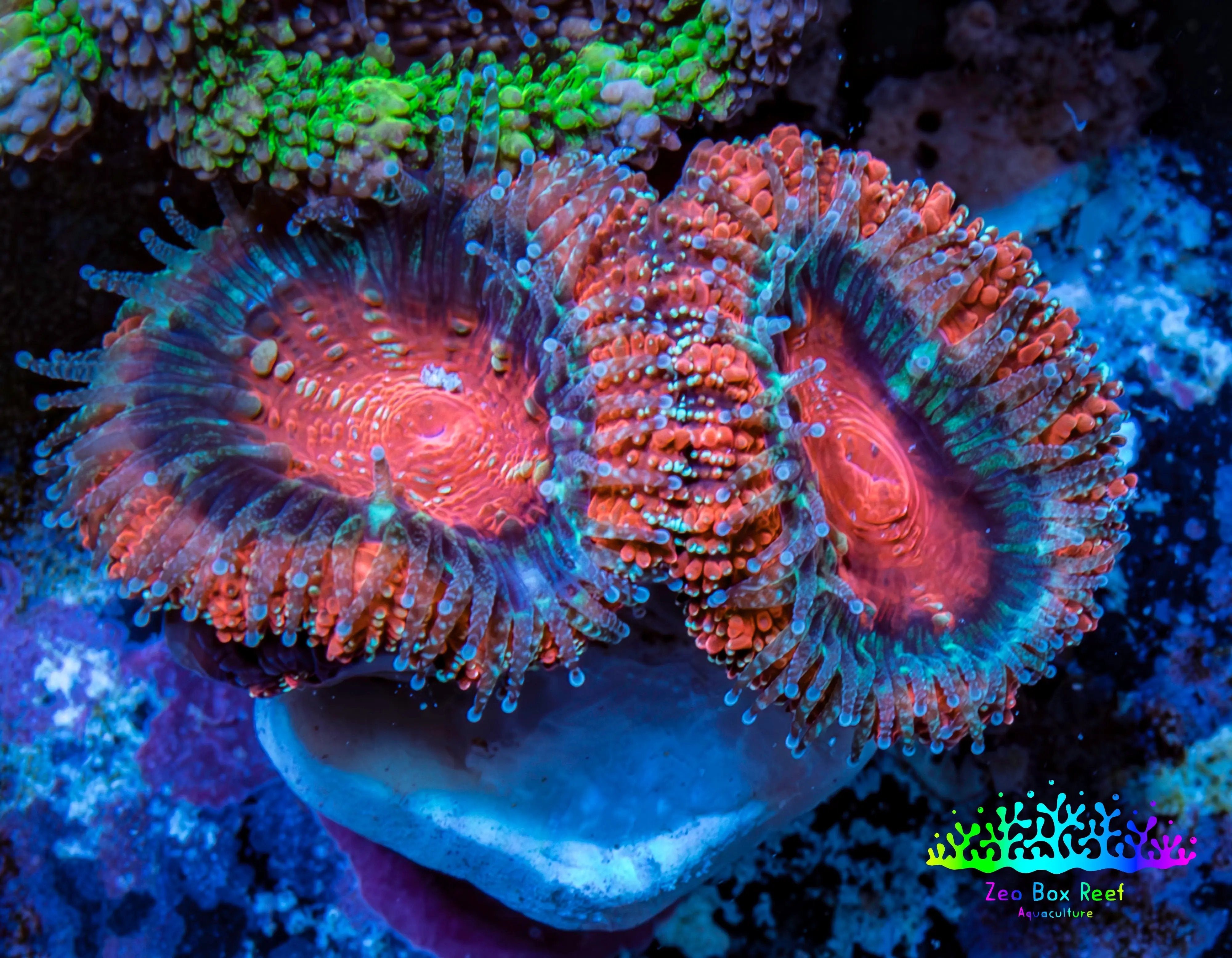 Ultra Green and Purple Acan Corals For Sale AusTralia - Zeo Box Reef ...
