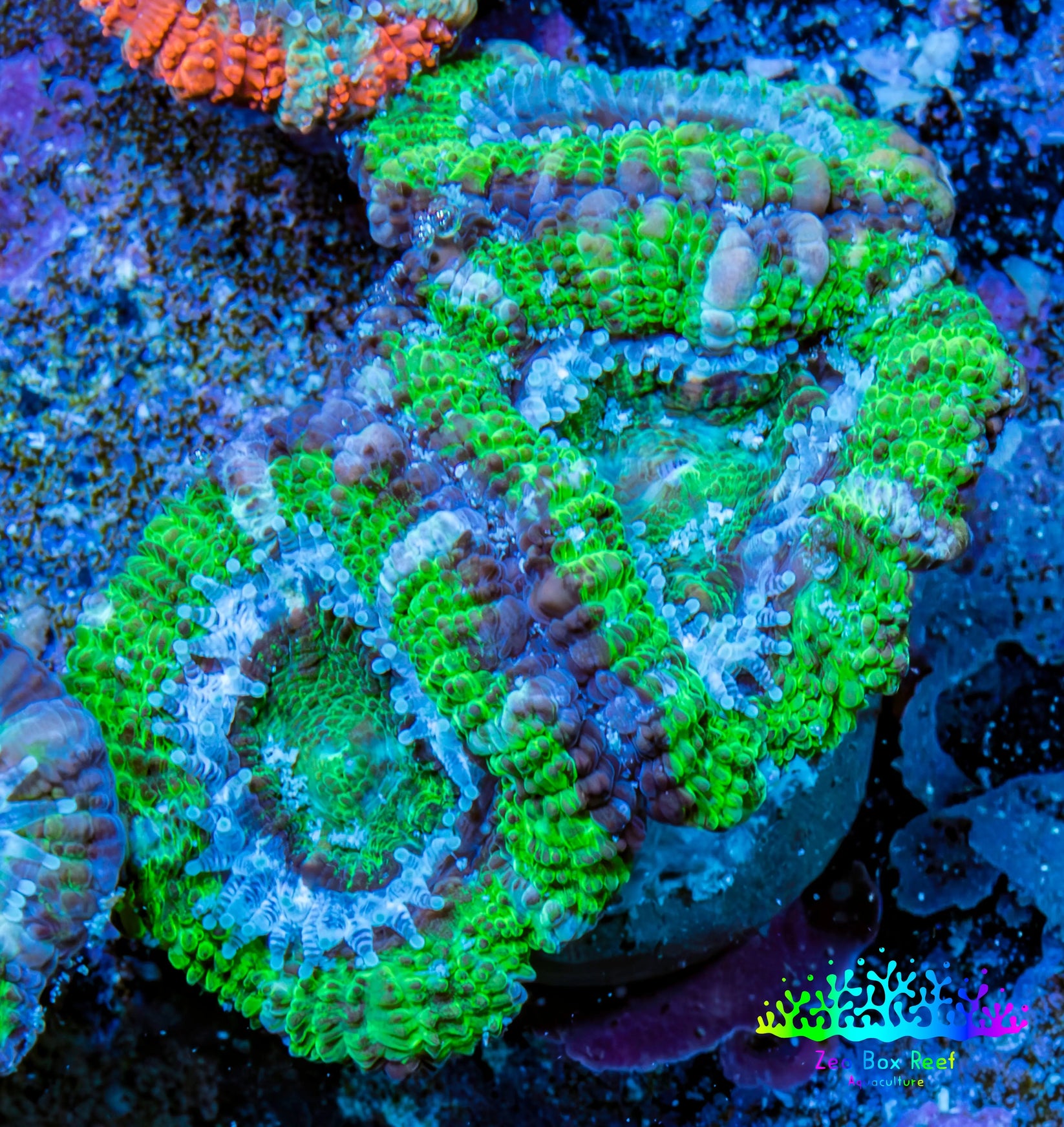 Ultra Green and Purple Acan Corals For Sale AusTralia - Zeo Box Reef ...