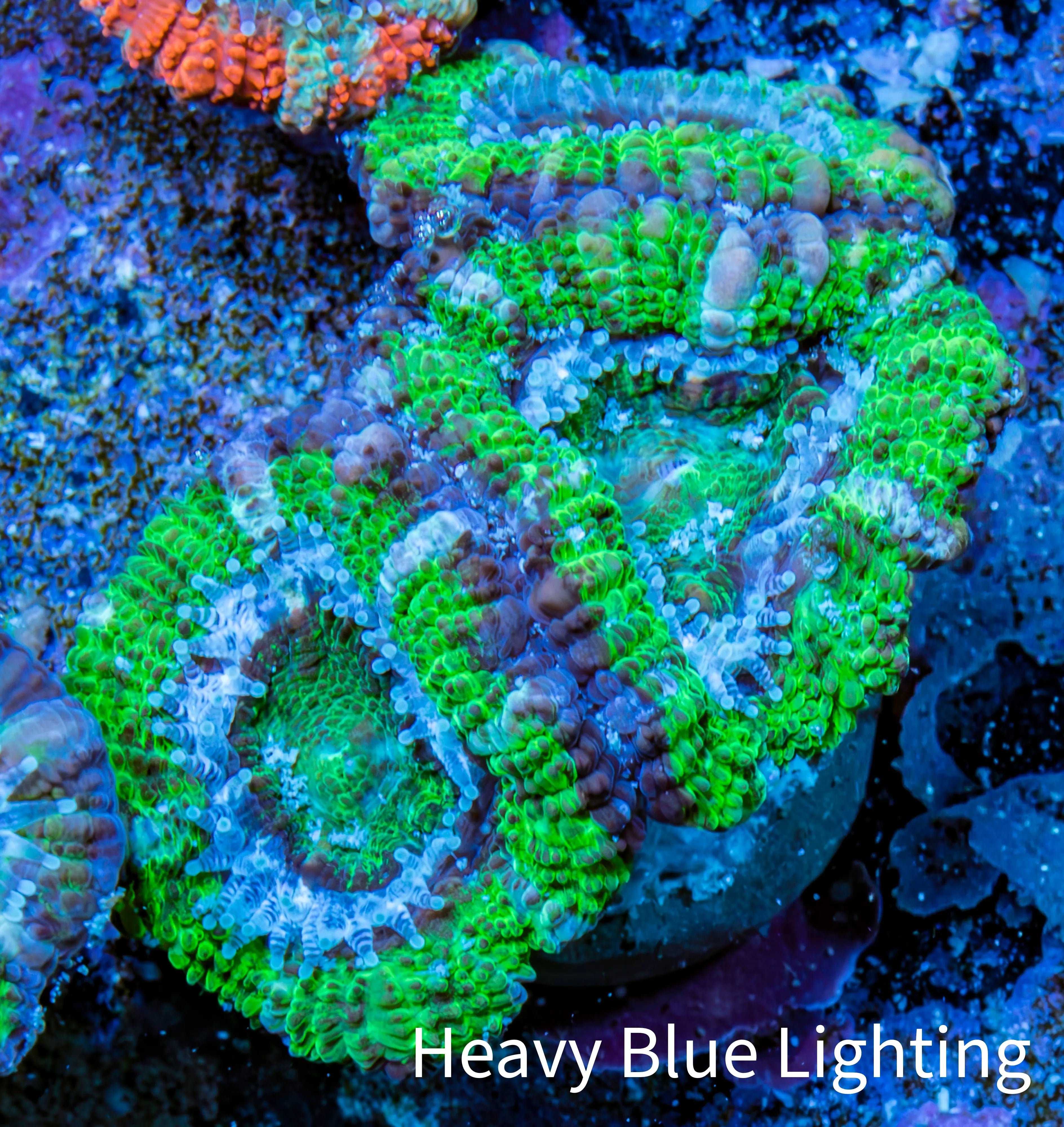 Ultra Green and Purple Acan Corals For Sale AusTralia - Zeo Box Reef ...