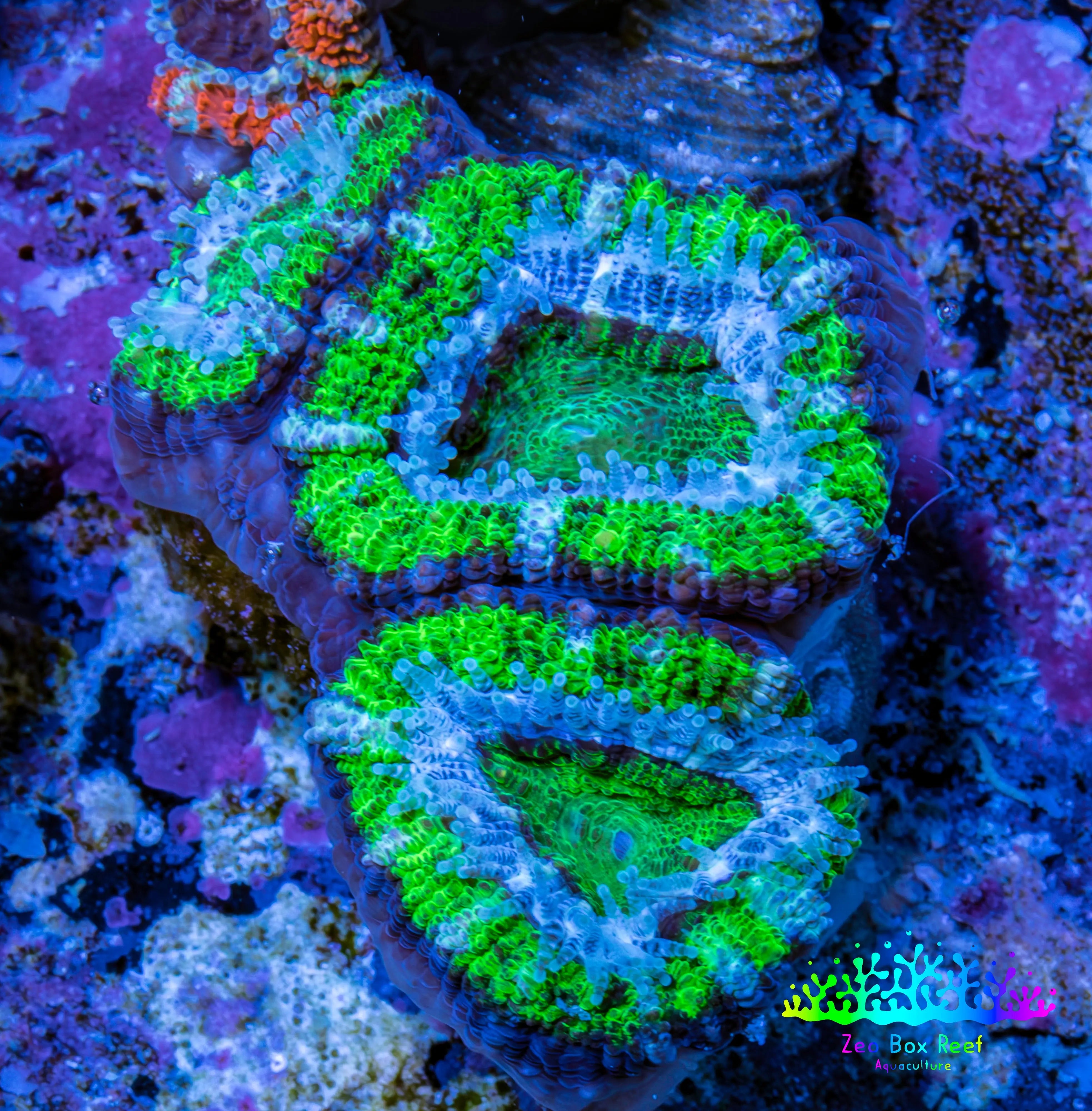 Ultra Green and Purple Acan Corals For Sale AusTralia - Zeo Box Reef ...
