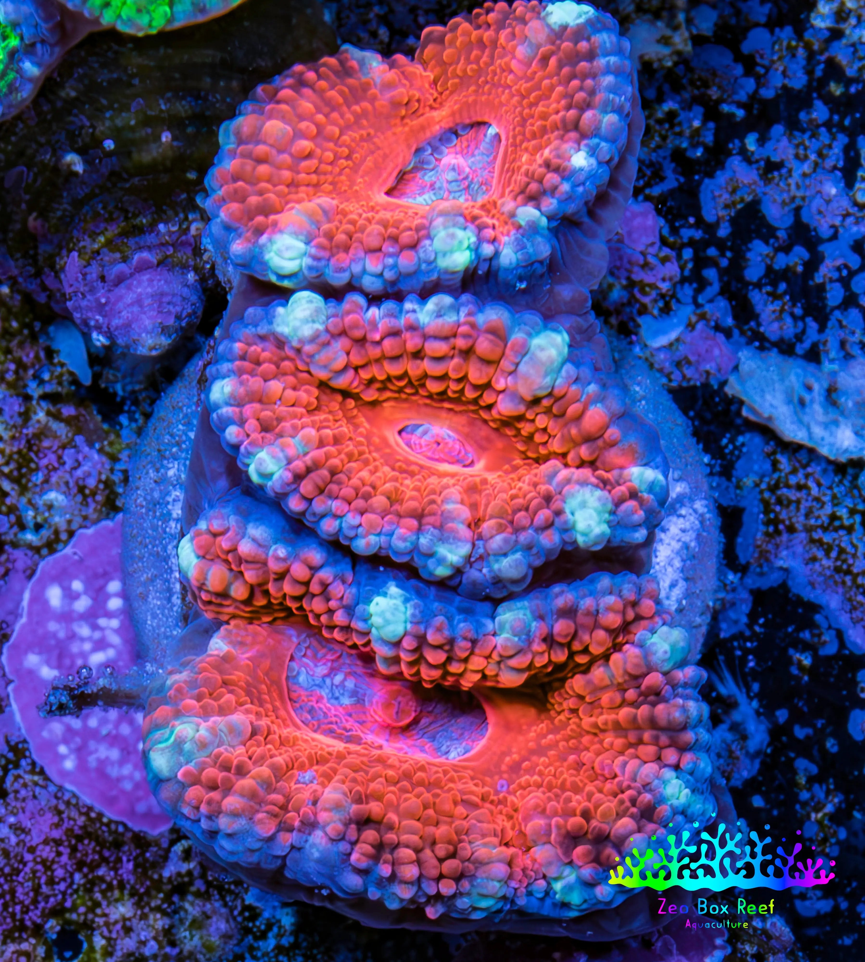 Ultra Green and Purple Acan Corals For Sale AusTralia - Zeo Box Reef ...