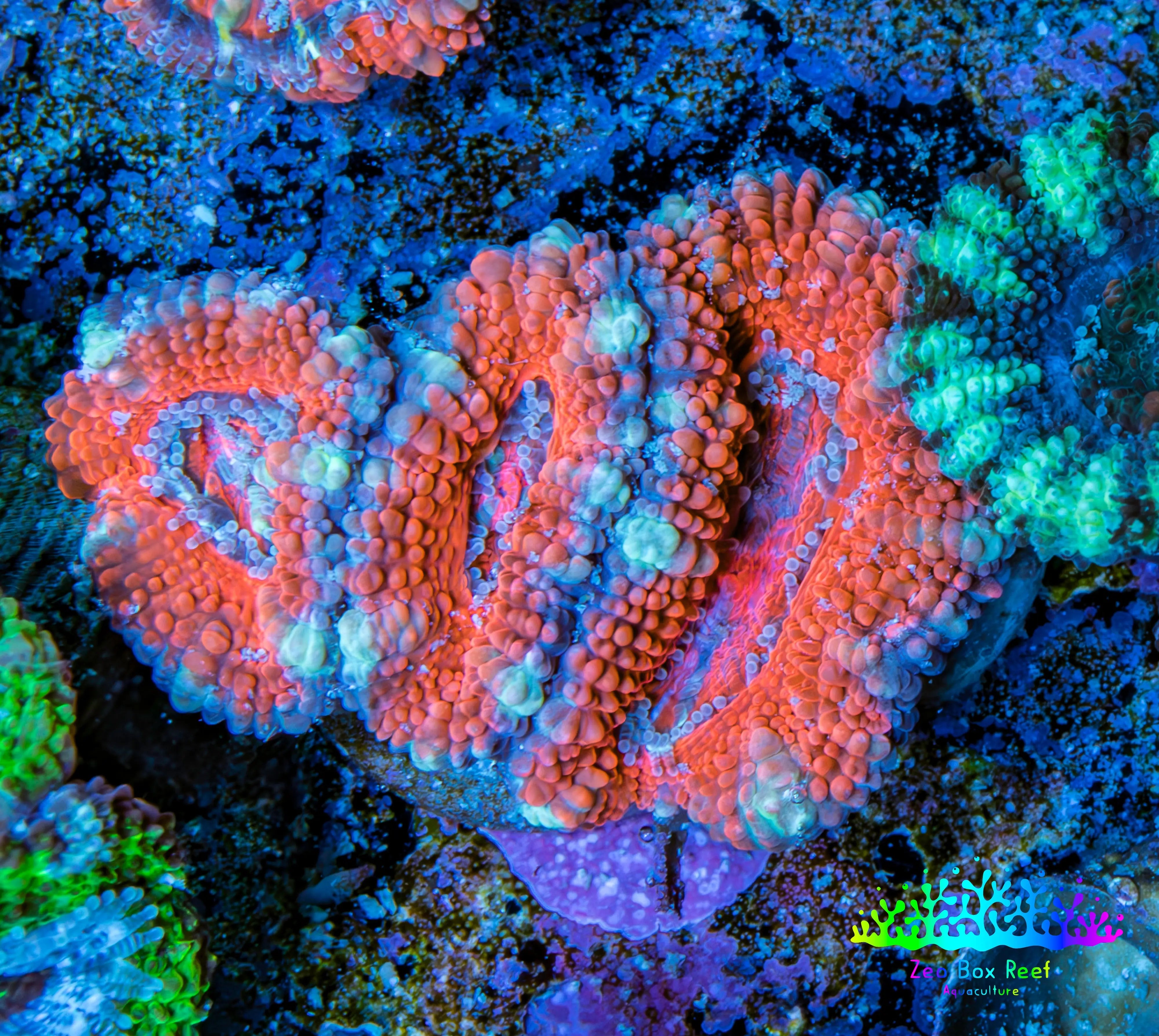 Ultra Green and Purple Acan Corals For Sale AusTralia - Zeo Box Reef ...