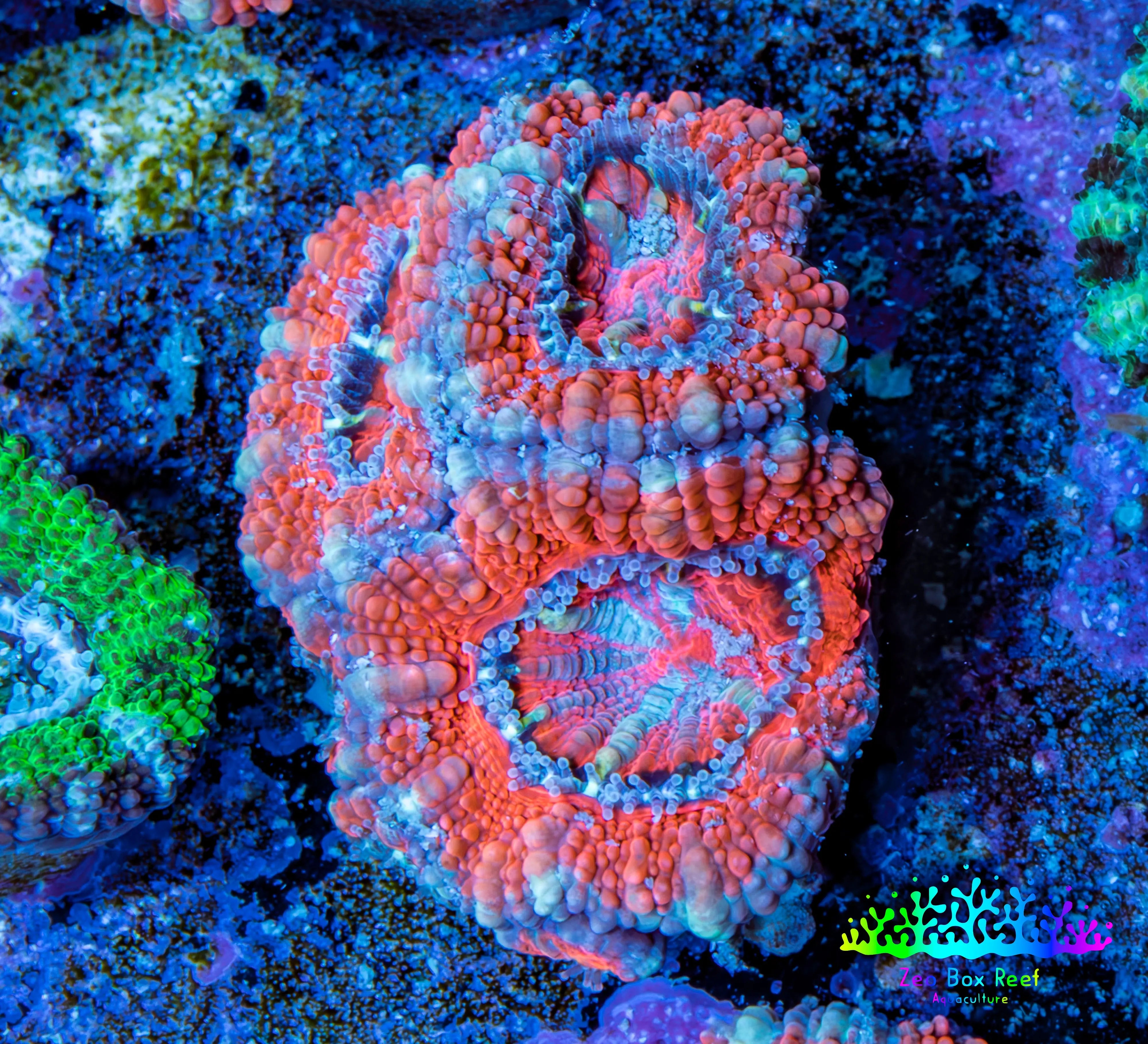 Ultra Green and Purple Acan Corals For Sale AusTralia - Zeo Box Reef ...