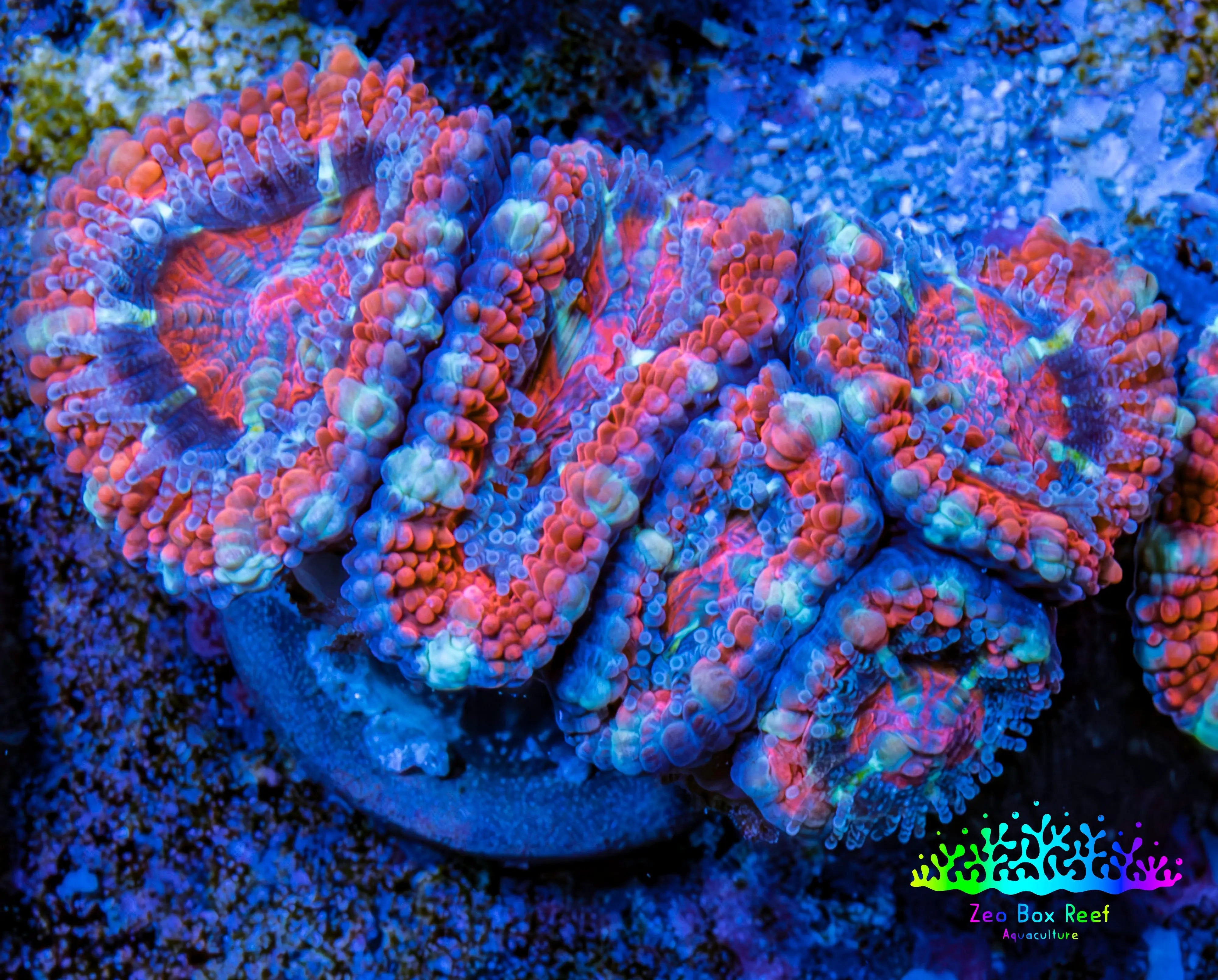 Ultra Green and Purple Acan Corals For Sale AusTralia - Zeo Box Reef ...