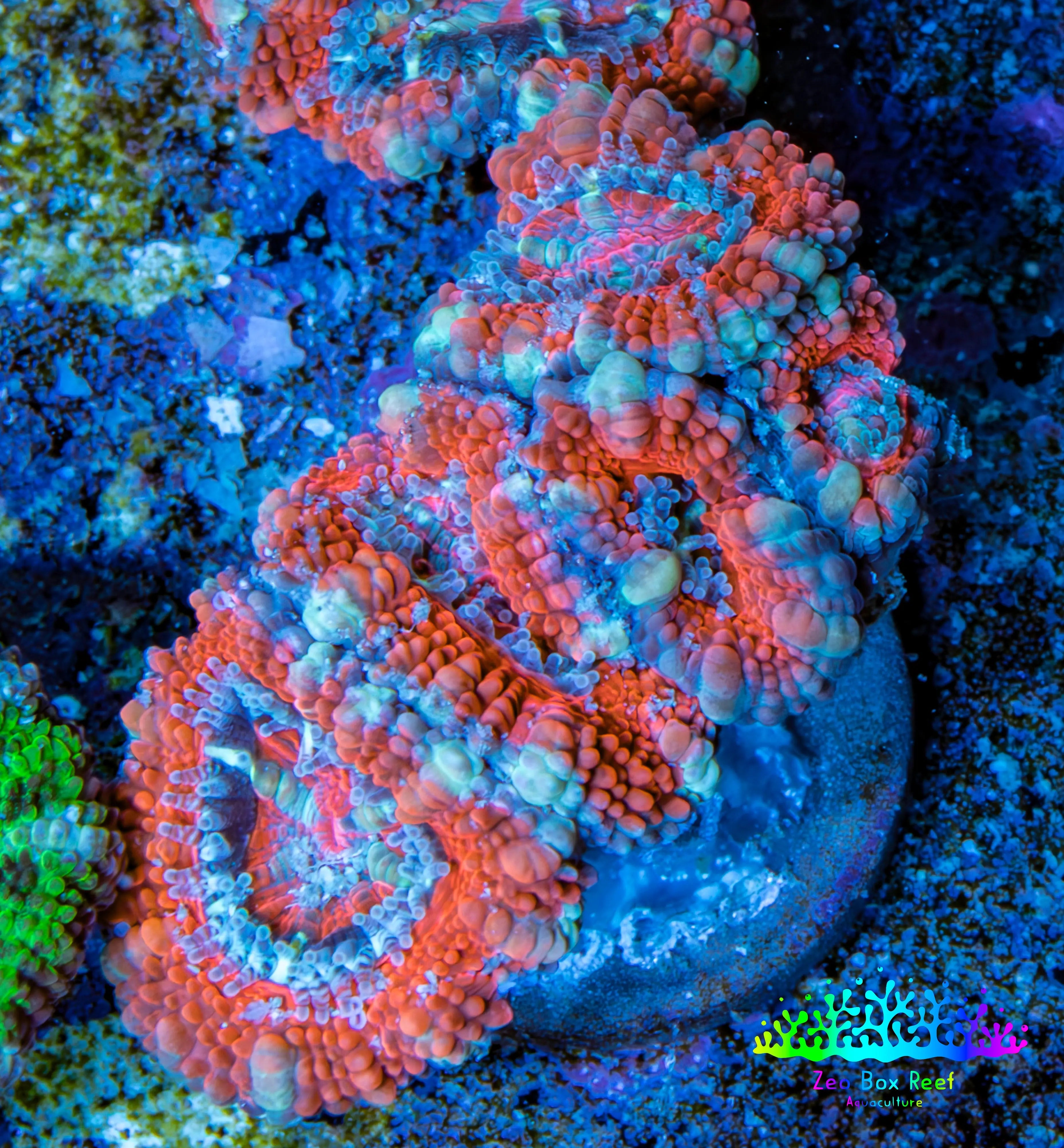 Ultra Green and Purple Acan Corals For Sale AusTralia - Zeo Box Reef ...