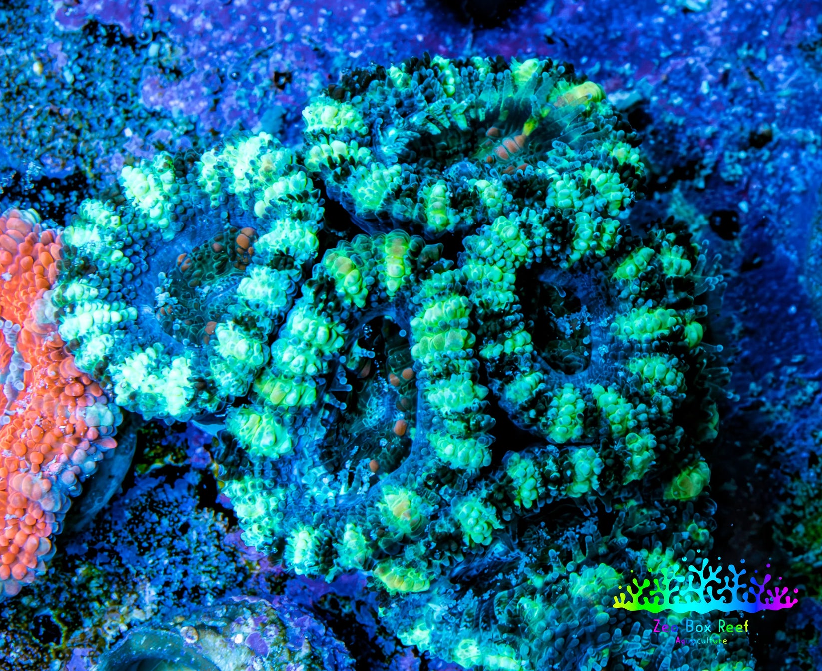 Ultra Green and Purple Acan Corals For Sale AusTralia - Zeo Box Reef ...