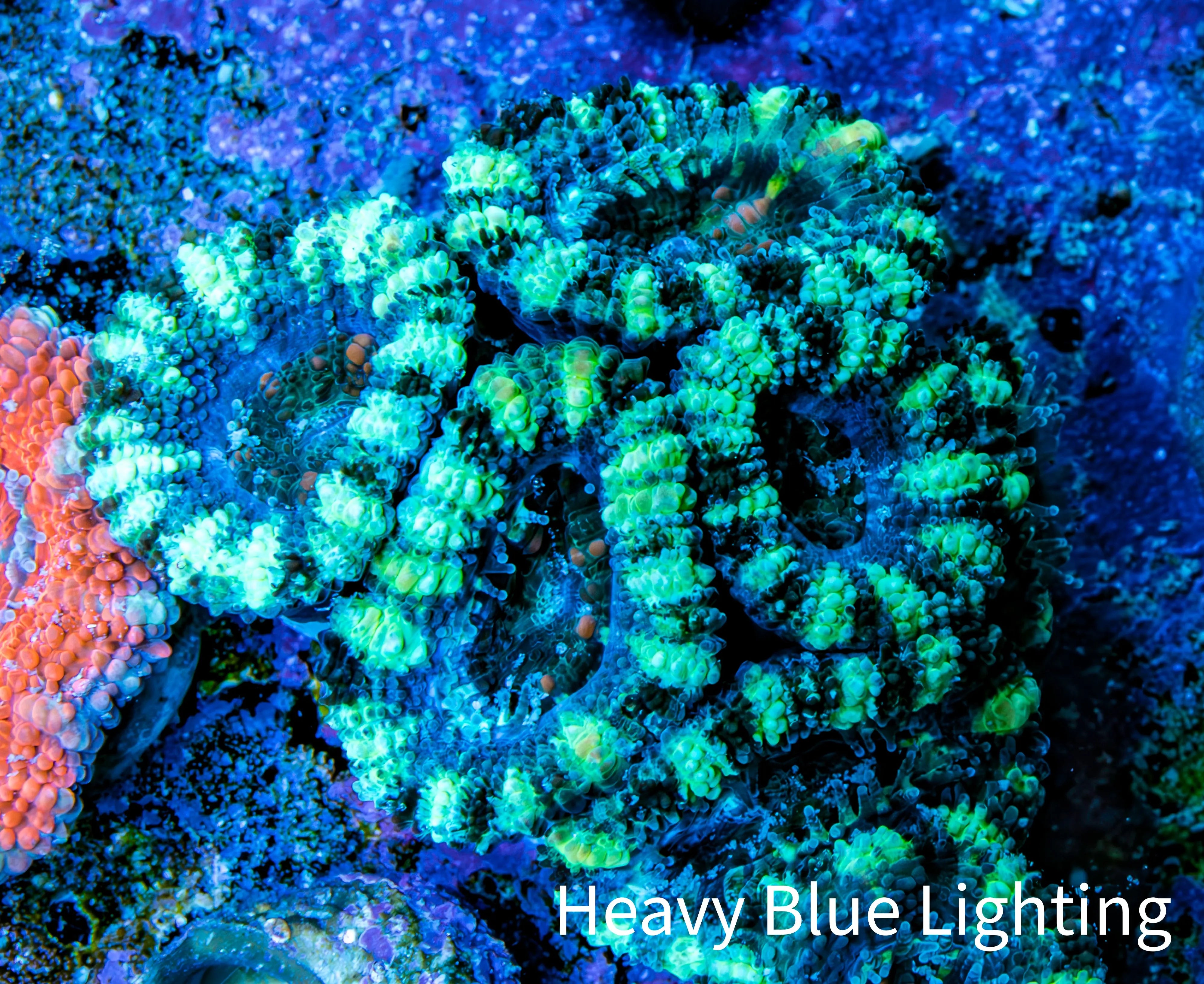 Ultra Green and Purple Acan Corals For Sale AusTralia - Zeo Box Reef ...