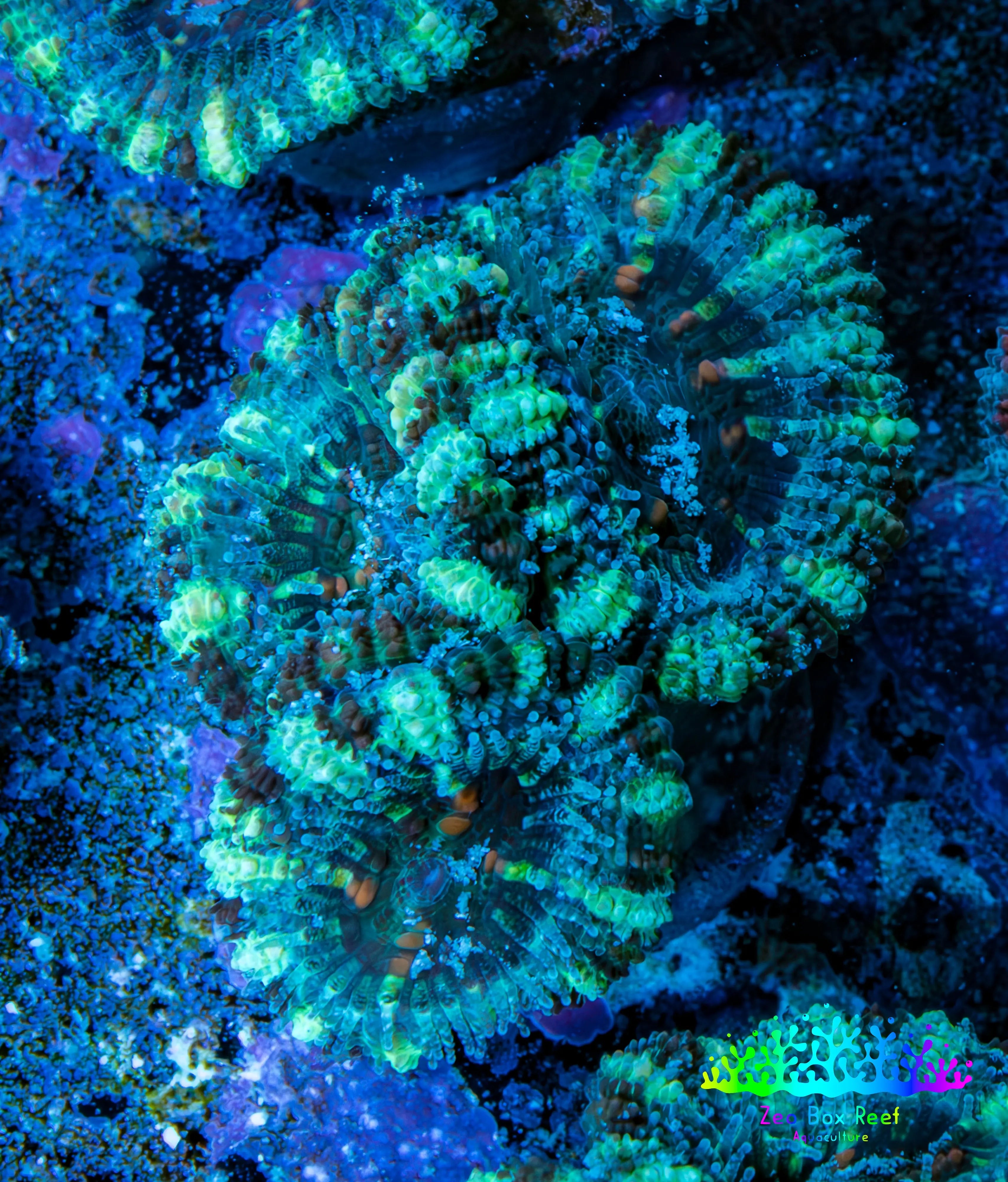 Ultra Green and Purple Acan Corals For Sale AusTralia - Zeo Box Reef ...