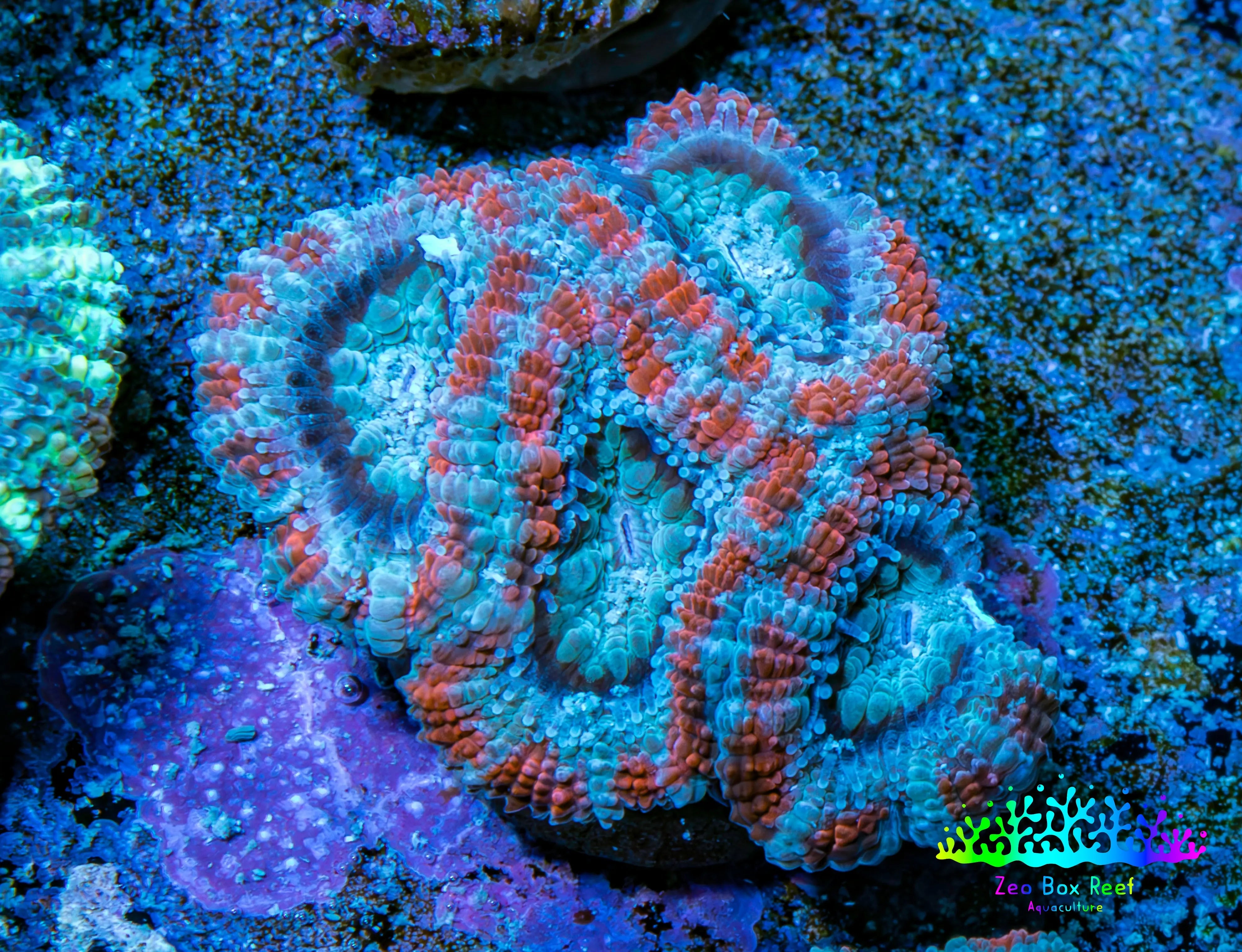 Ultra Green and Purple Acan Corals For Sale AusTralia - Zeo Box Reef ...