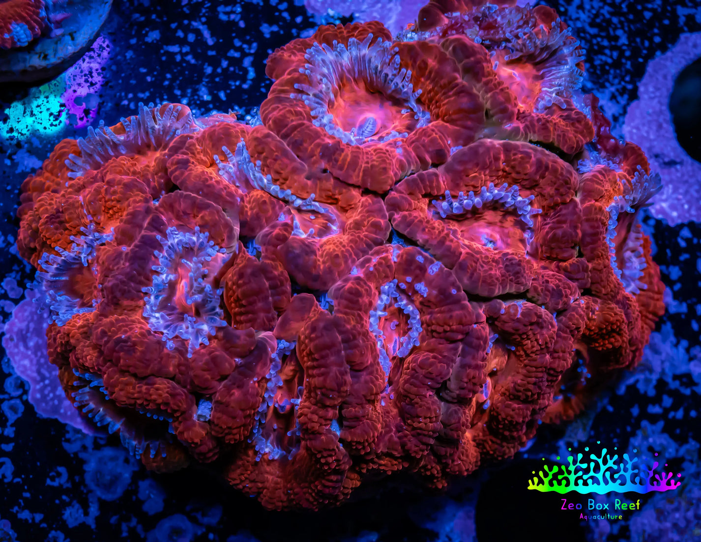 Skip to product information