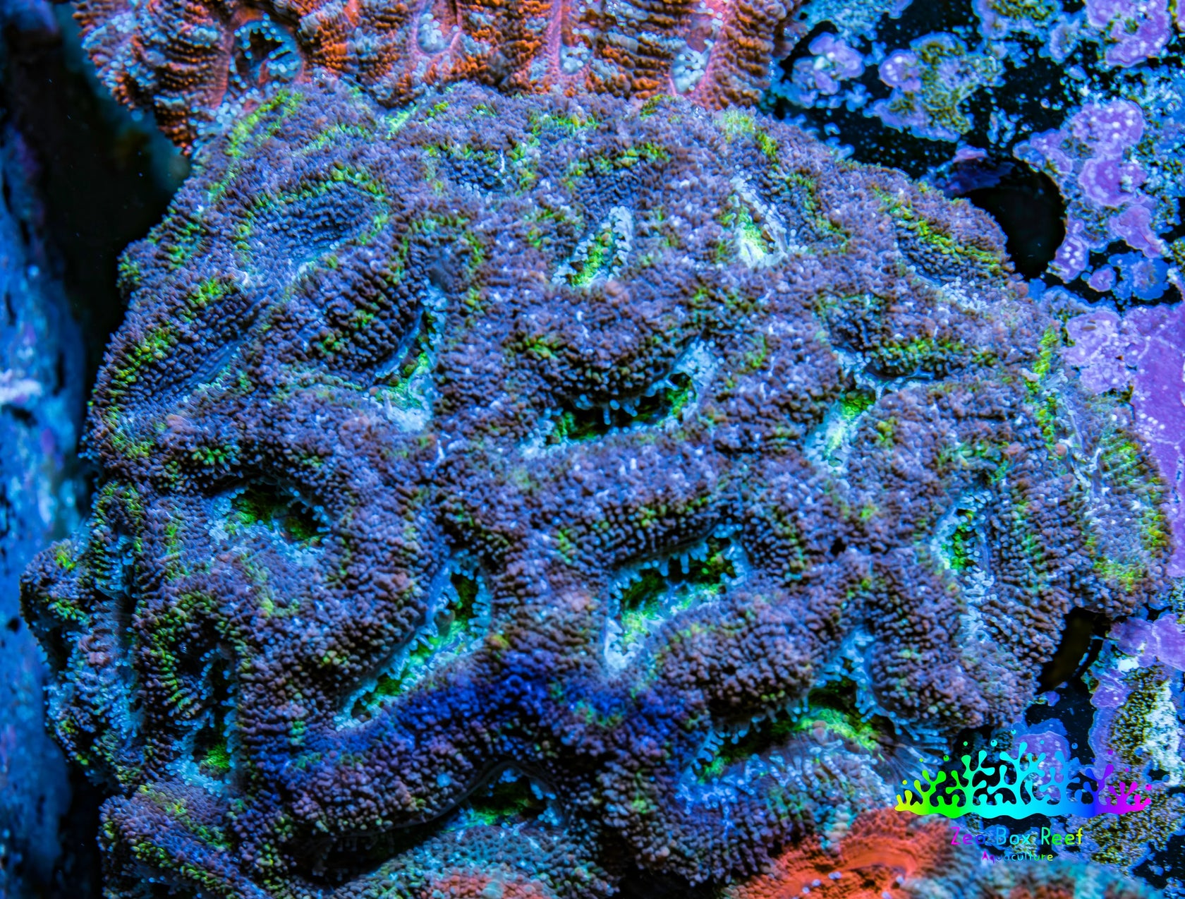 Ultra Green and Purple Acan Corals For Sale AusTralia - Zeo Box Reef ...