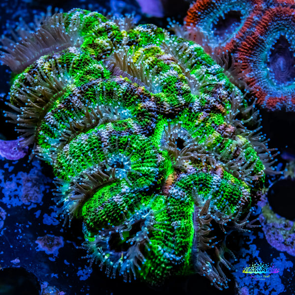 Skip to product information