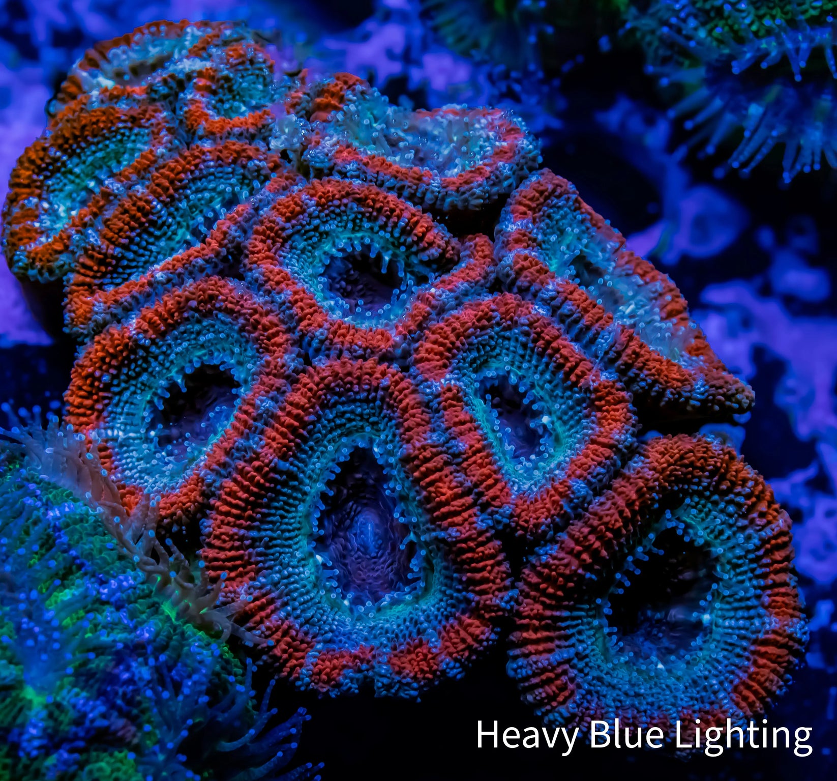 Open media 1 in modal