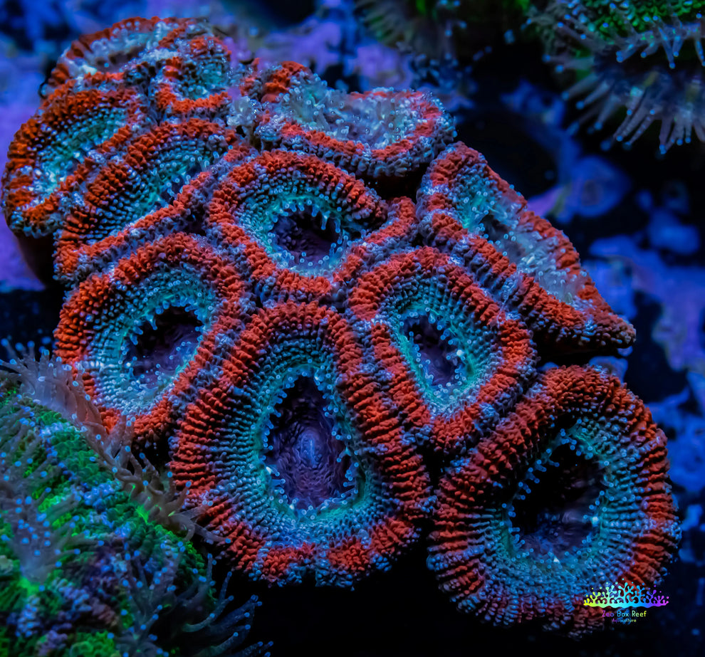 Skip to product information