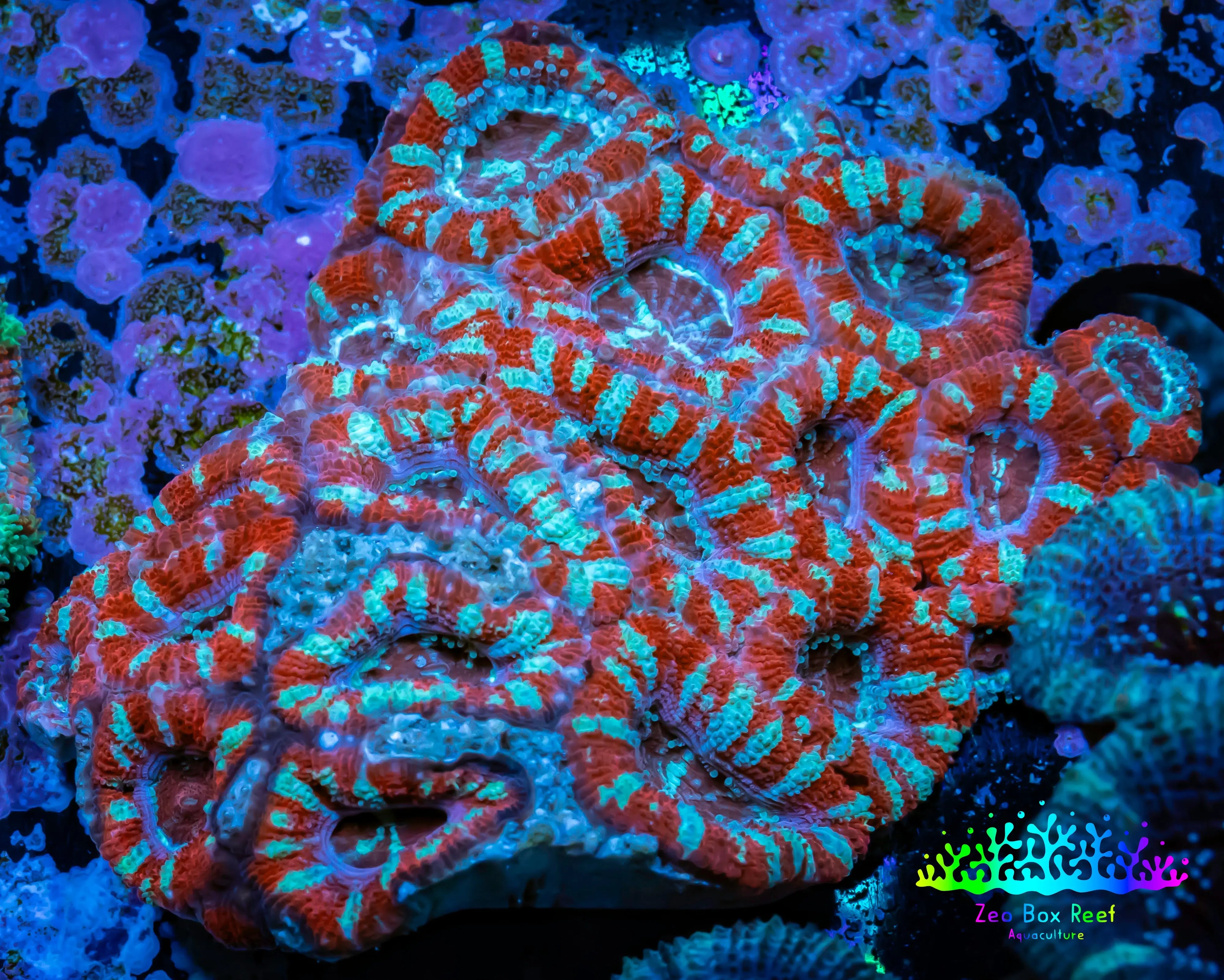 Ultra Green and Purple Acan Corals For Sale AusTralia - Zeo Box Reef ...