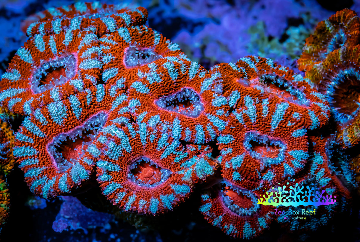 Skip to product information