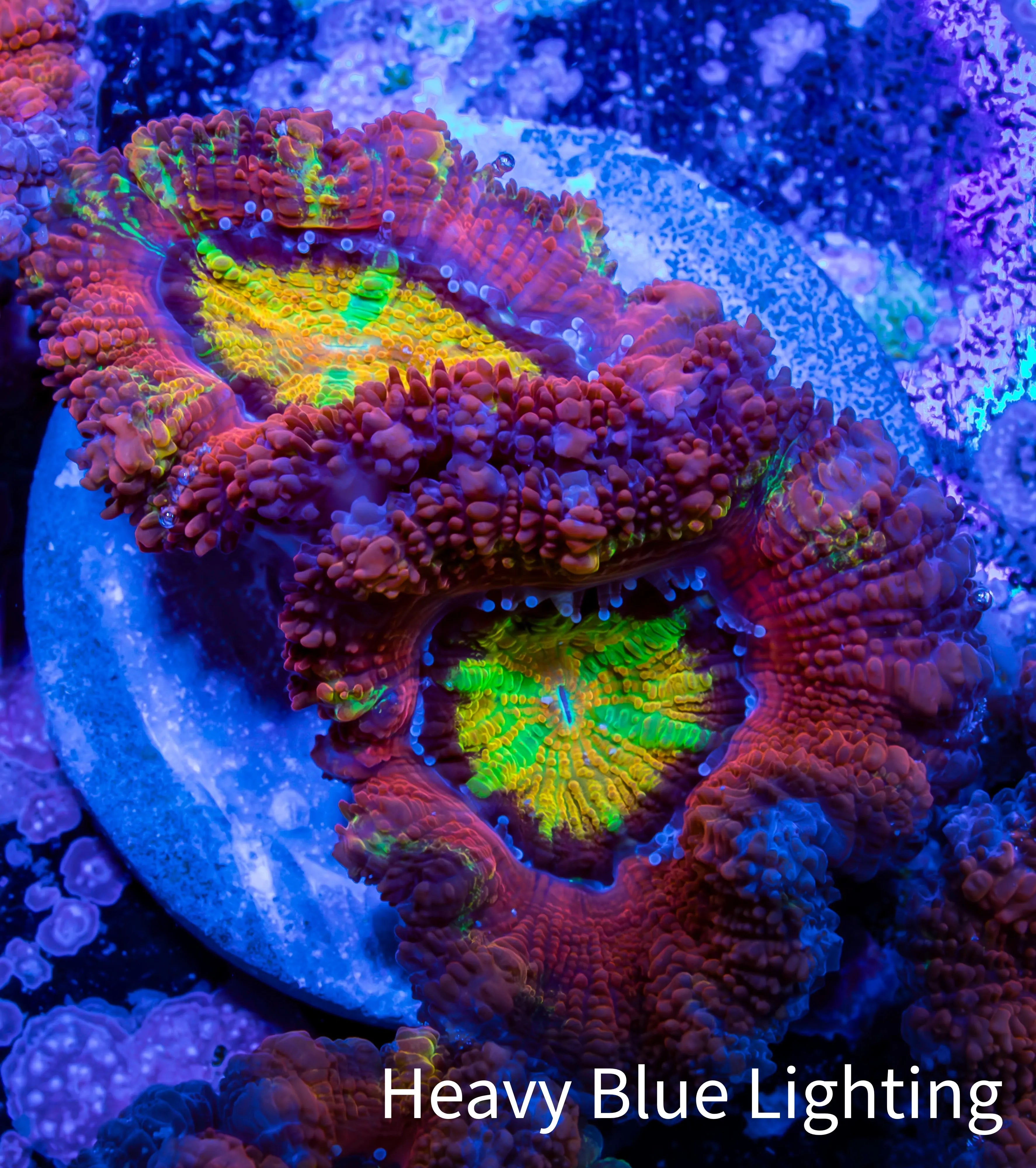 Ultra Green and Purple Acan Corals For Sale AusTralia - Zeo Box Reef ...
