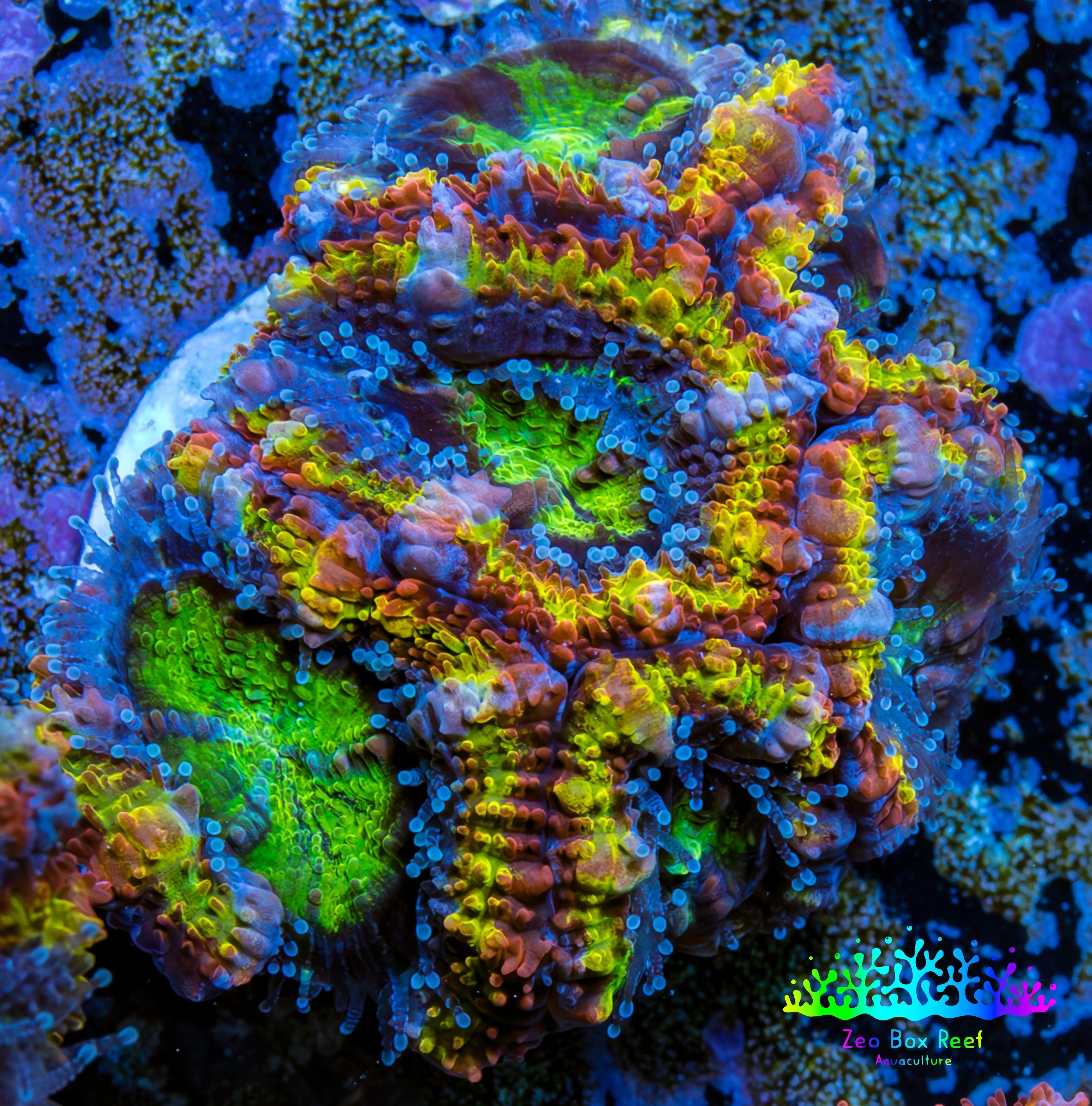 Ultra Green and Purple Acan Corals For Sale AusTralia - Zeo Box Reef ...