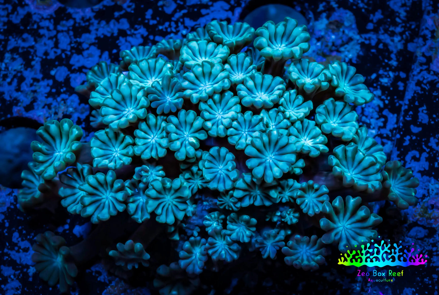 Buy Alveopora Coral- Zeo Box Reef Australia – Zeo Box Reef Aquaculture