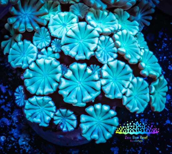 Buy Blue and white Alveopora Coral- Zeo Box Reef Australia – Zeo Box ...