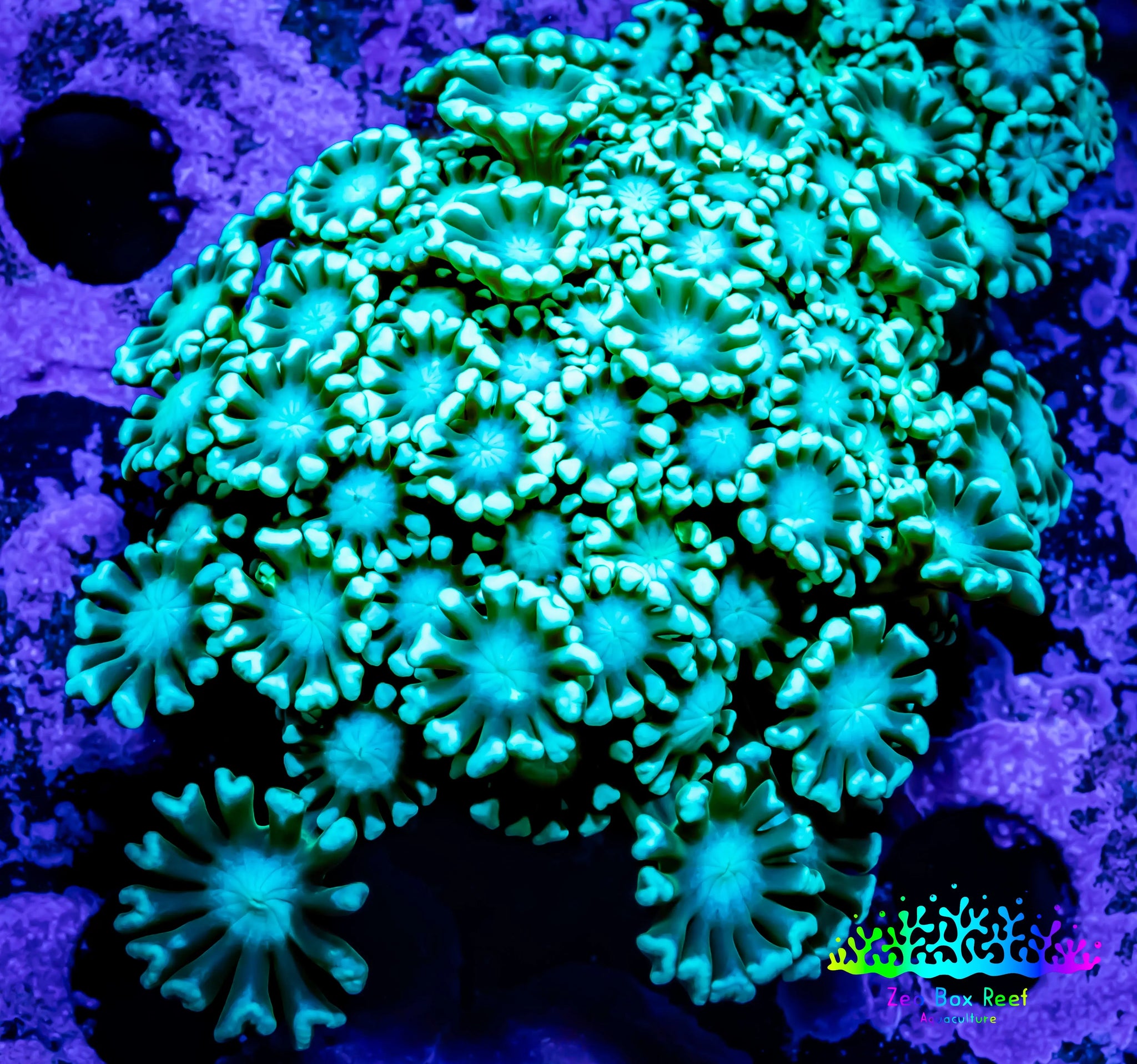 Buy Alveopora Coral- Zeo Box Reef Australia – Zeo Box Reef Aquaculture