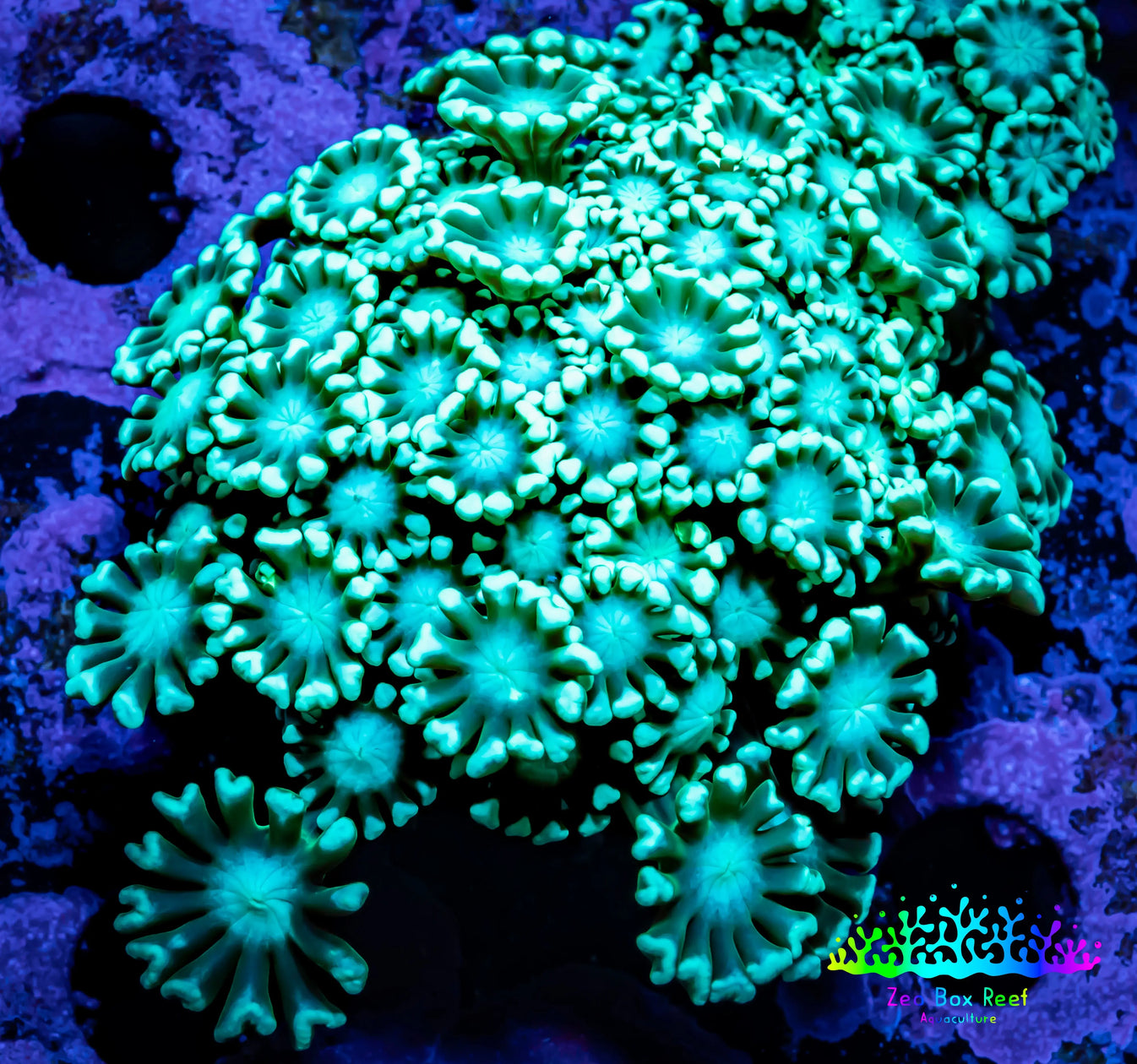 Buy Alveopora Coral- Zeo Box Reef Australia – Zeo Box Reef Aquaculture
