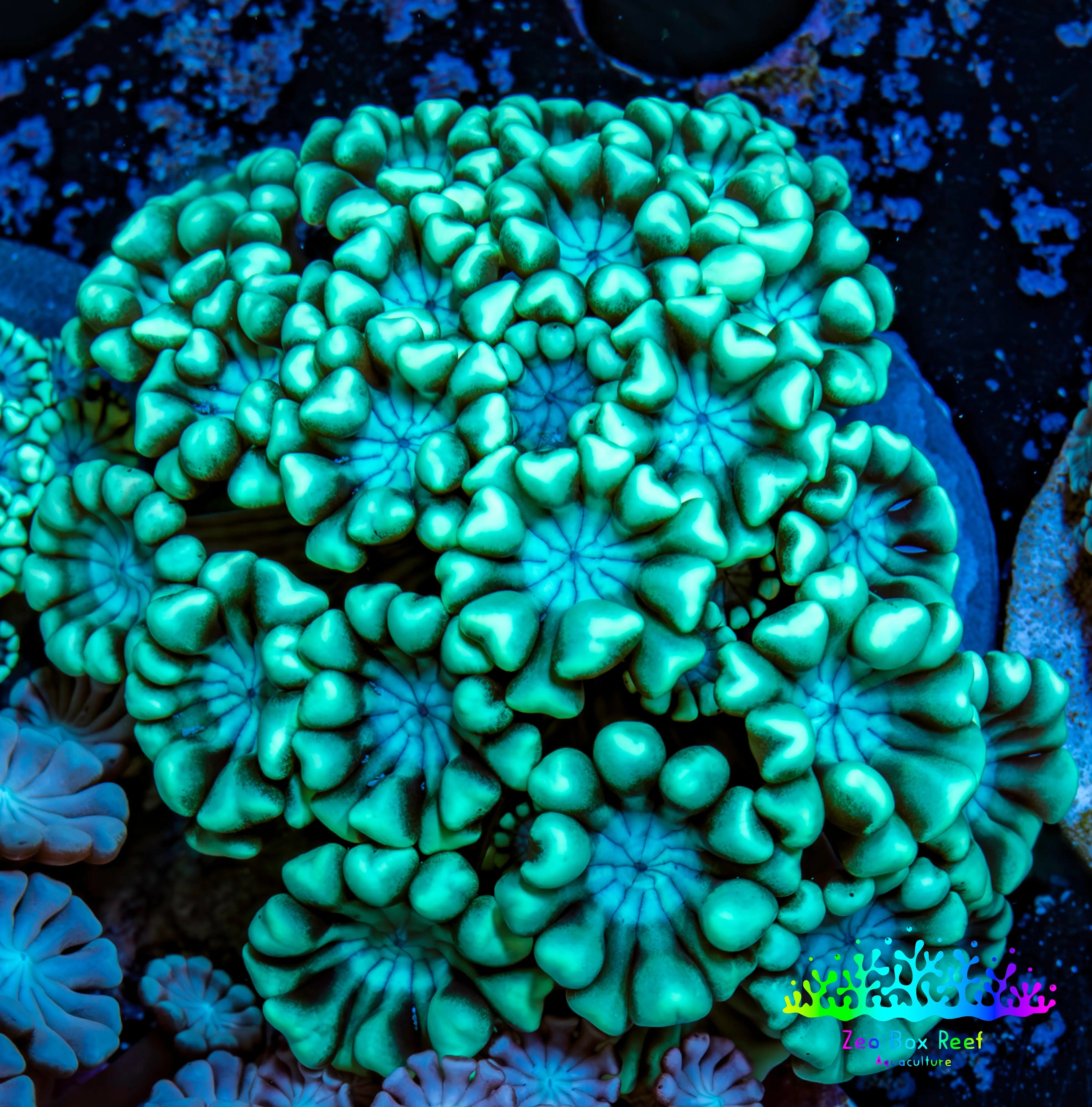 Buy Alveopora Coral- Zeo Box Reef Australia – Zeo Box Reef Aquaculture