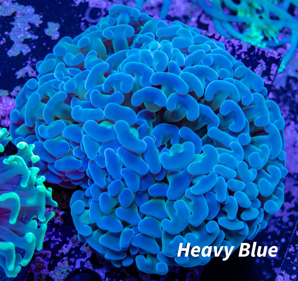 "Buy Ultra Hammer Coral online Australia - Get High-Quality Corals for ...