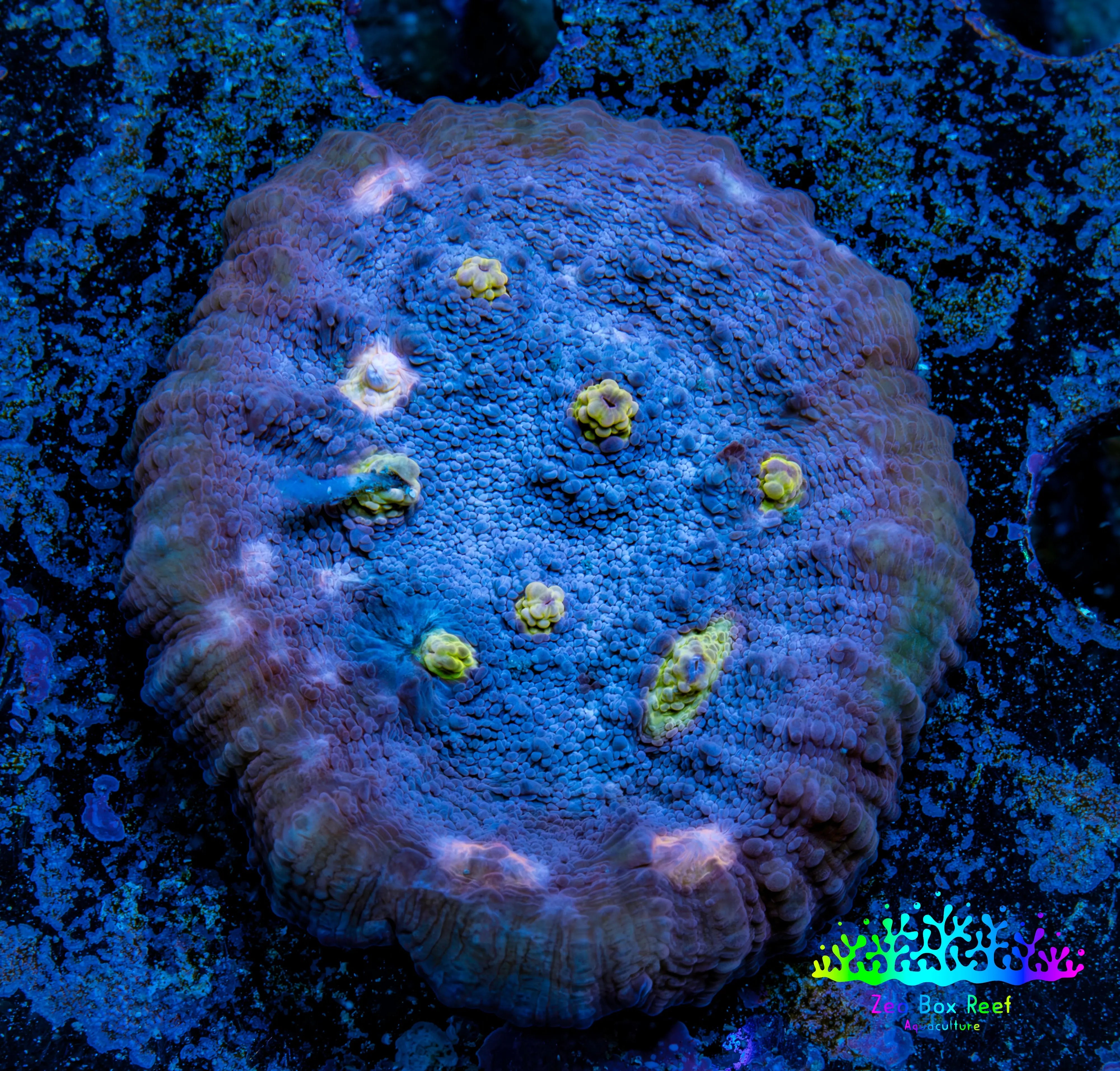 Miami Hurricane Chalice Coral | Premium LPS Coral Australia – Zeo Box ...